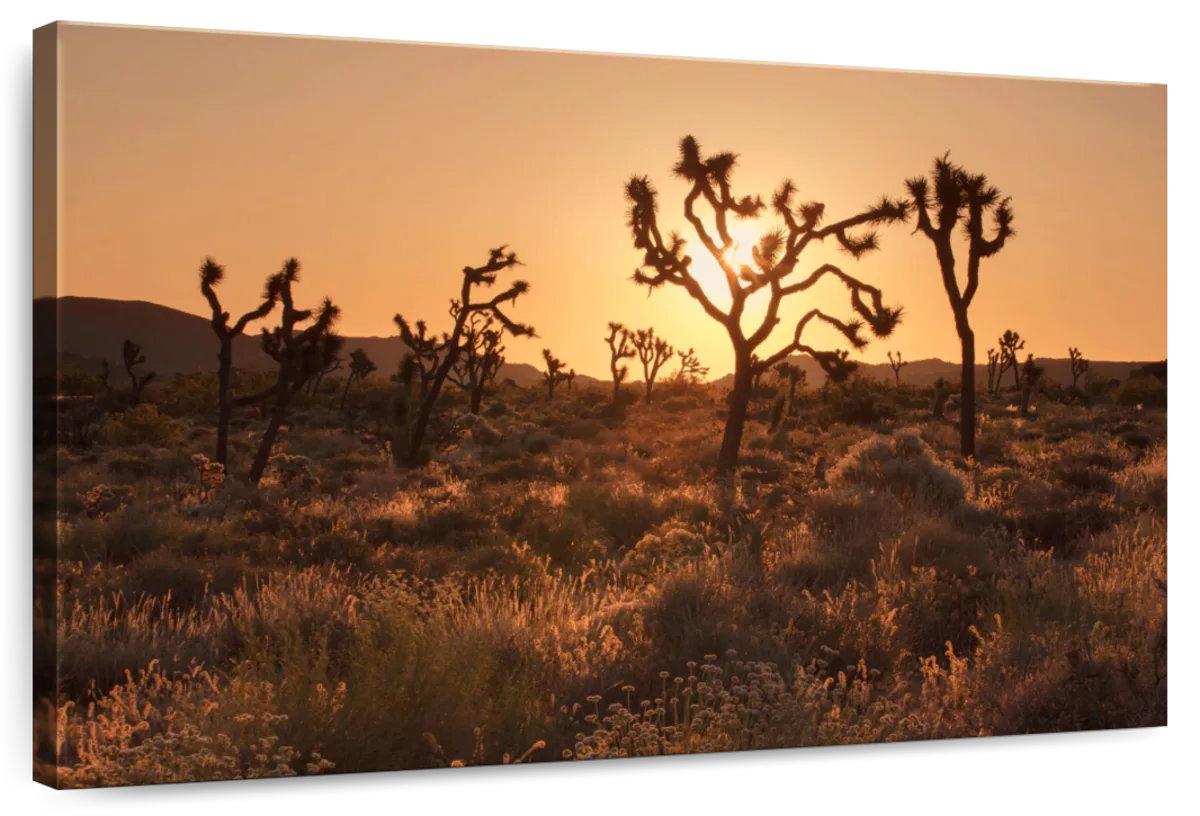 Elephant Stock Sepia Joshua Tree | Wayfair