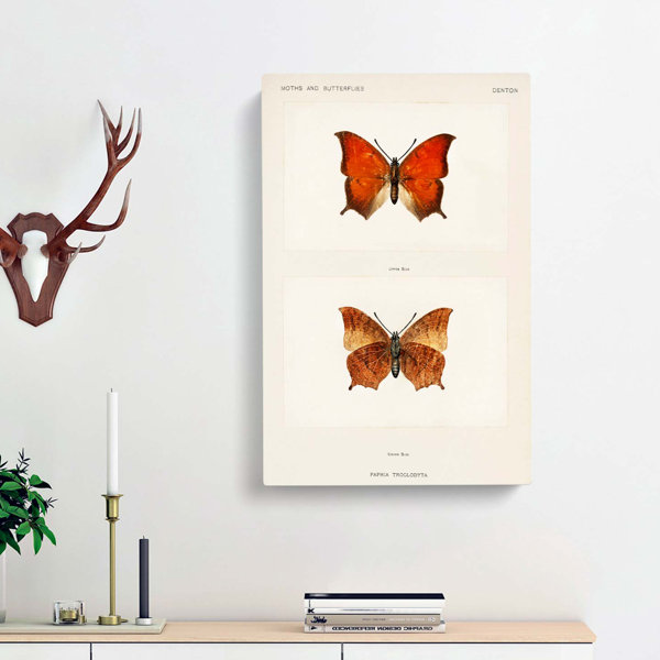 East Urban Home Tropical Leafwing Butterfly by S.F. Denton - Wrapped ...