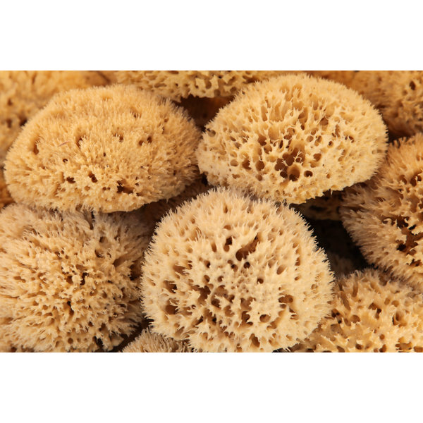 Wildon Home® Paderborn Natural Sea Sponges On Canvas by Dekadi Print ...