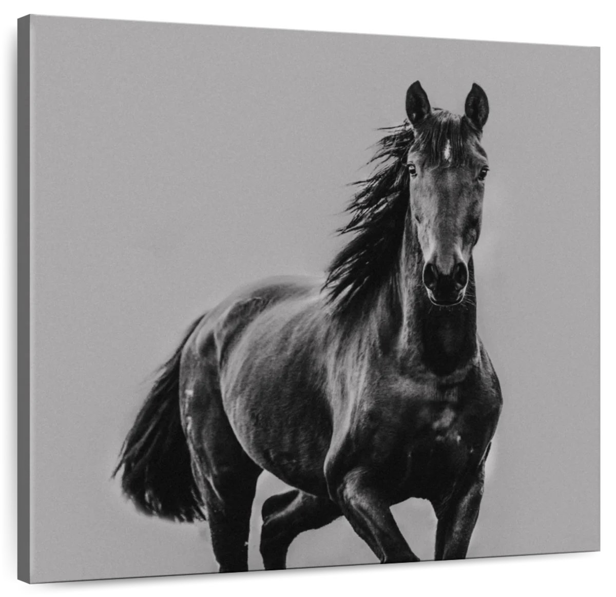 Ebern Designs Brampt Monotone Black Horse | Wayfair