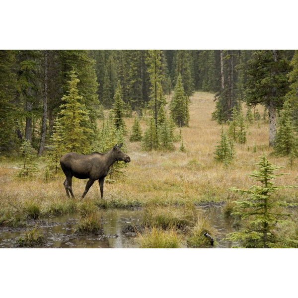 Alpen Home Moose In Kananaskis by Tulissidesign - Wrapped Canvas Art ...