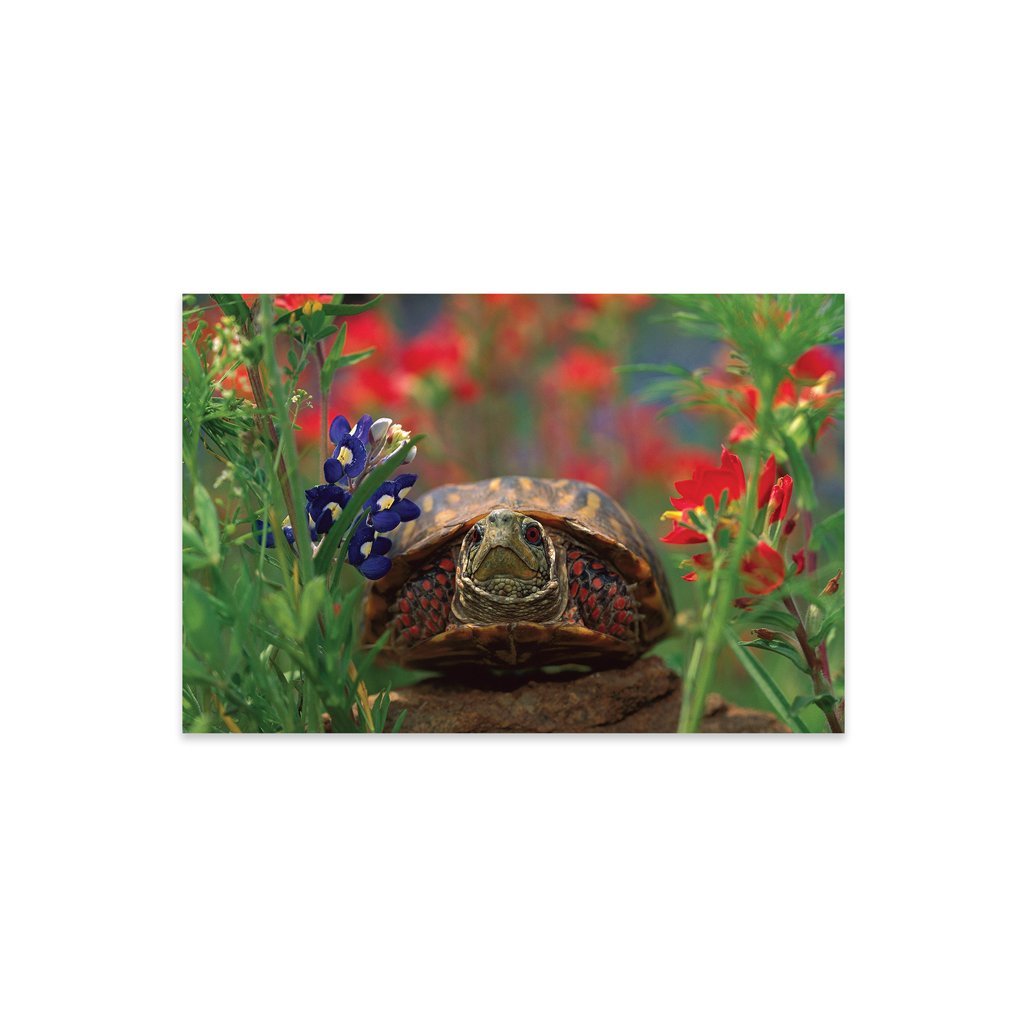 Bayou Breeze Western Box Turtle Among Lupine, North America And ...