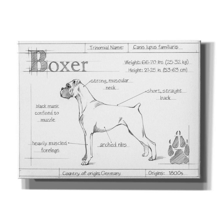 August Grove® Letona Inverted Blueprint Boxer On Canvas by Ethan Harper ...