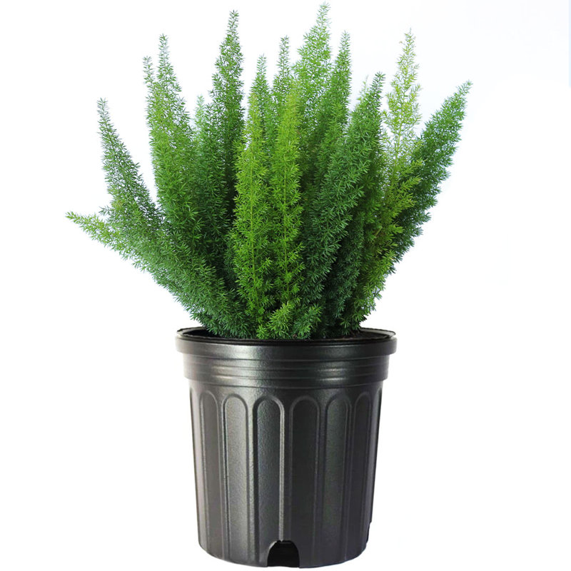 American Plant Exchange Foxtail Fern, 10-Inch Pot, Large Live Plant ...