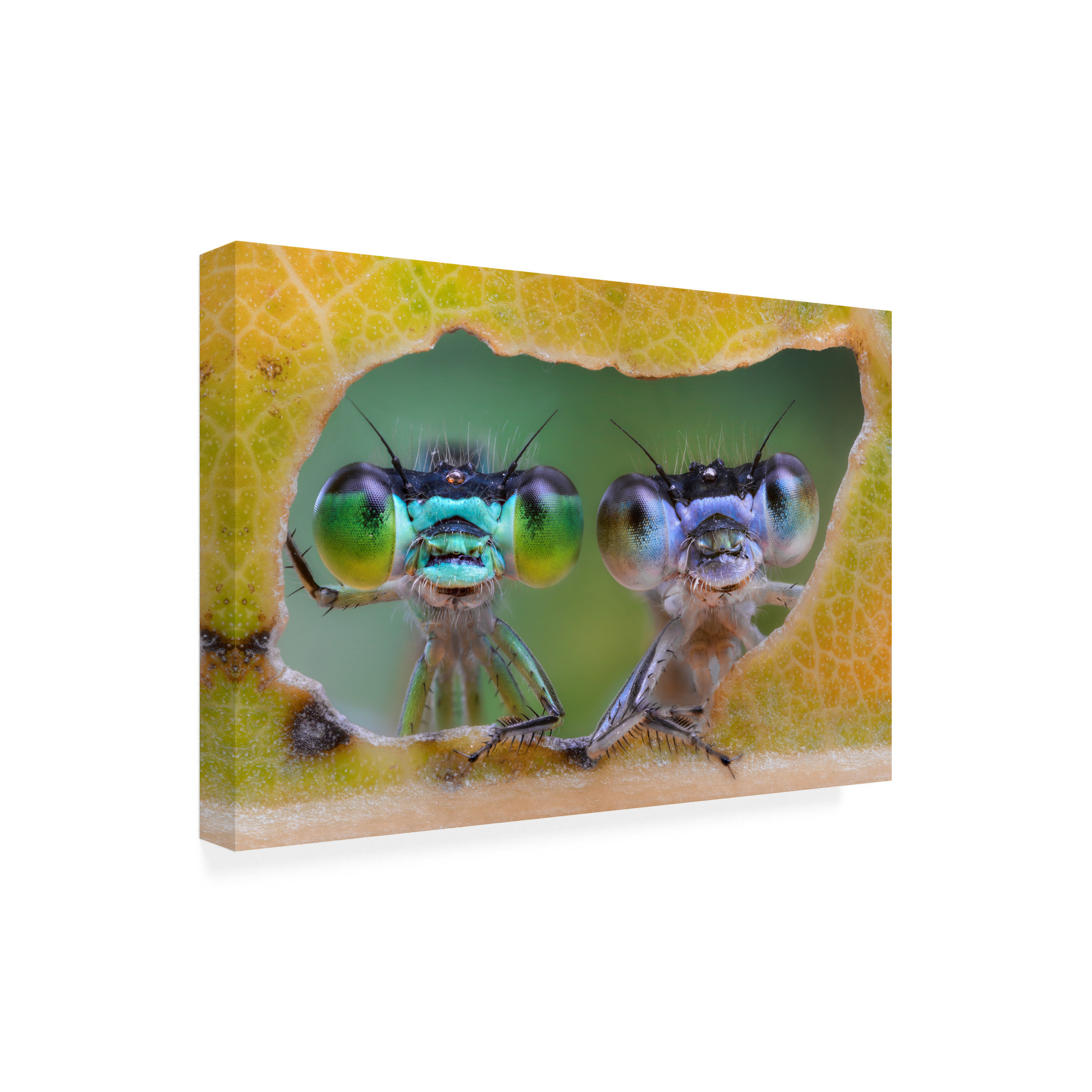 Ebern Designs Alberto Ghizzi Panizza Two Nice Faces Canvas Art ...