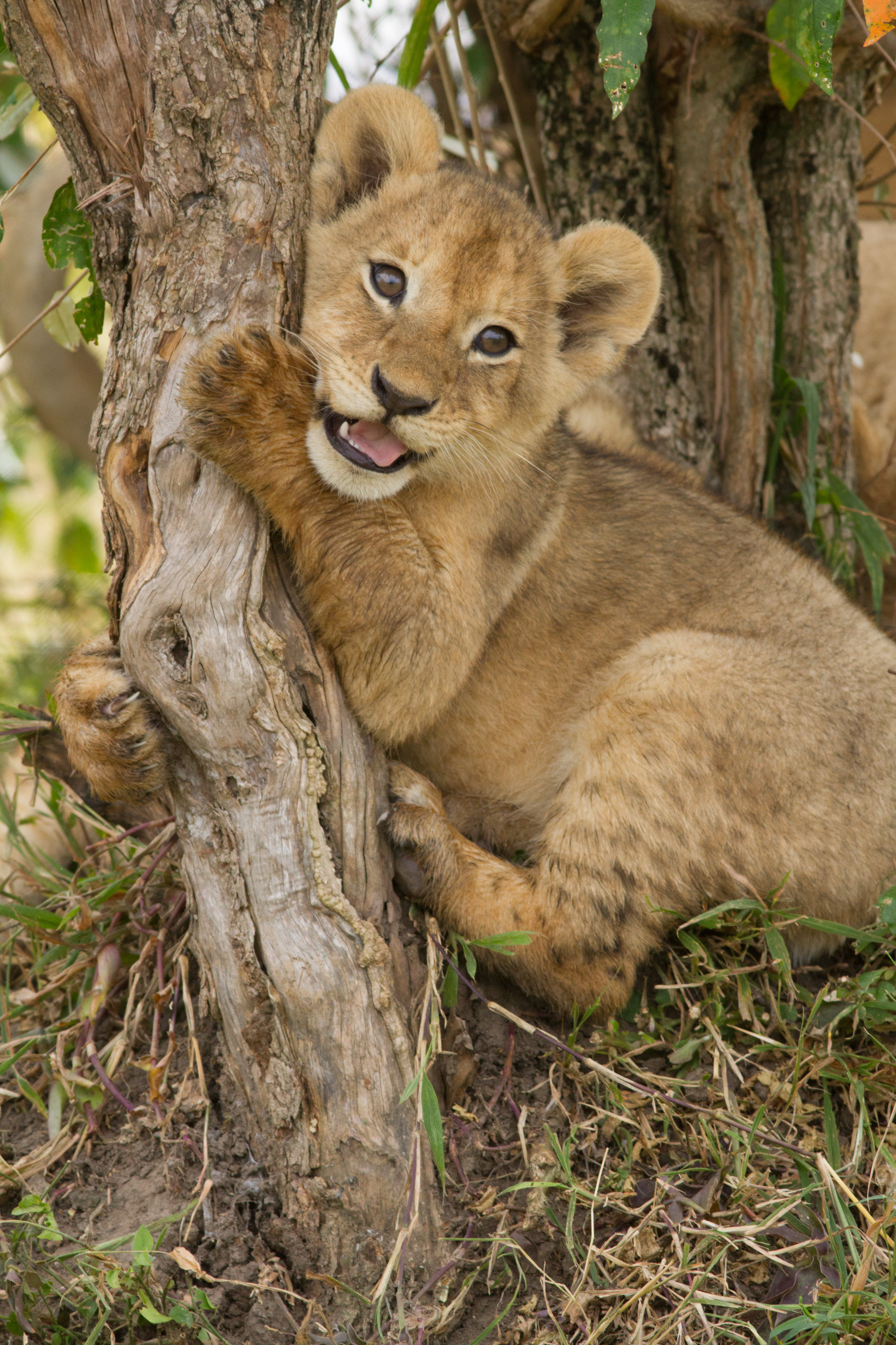 Latitude Run Lion Cub Playing by - on | Wayfair.ie