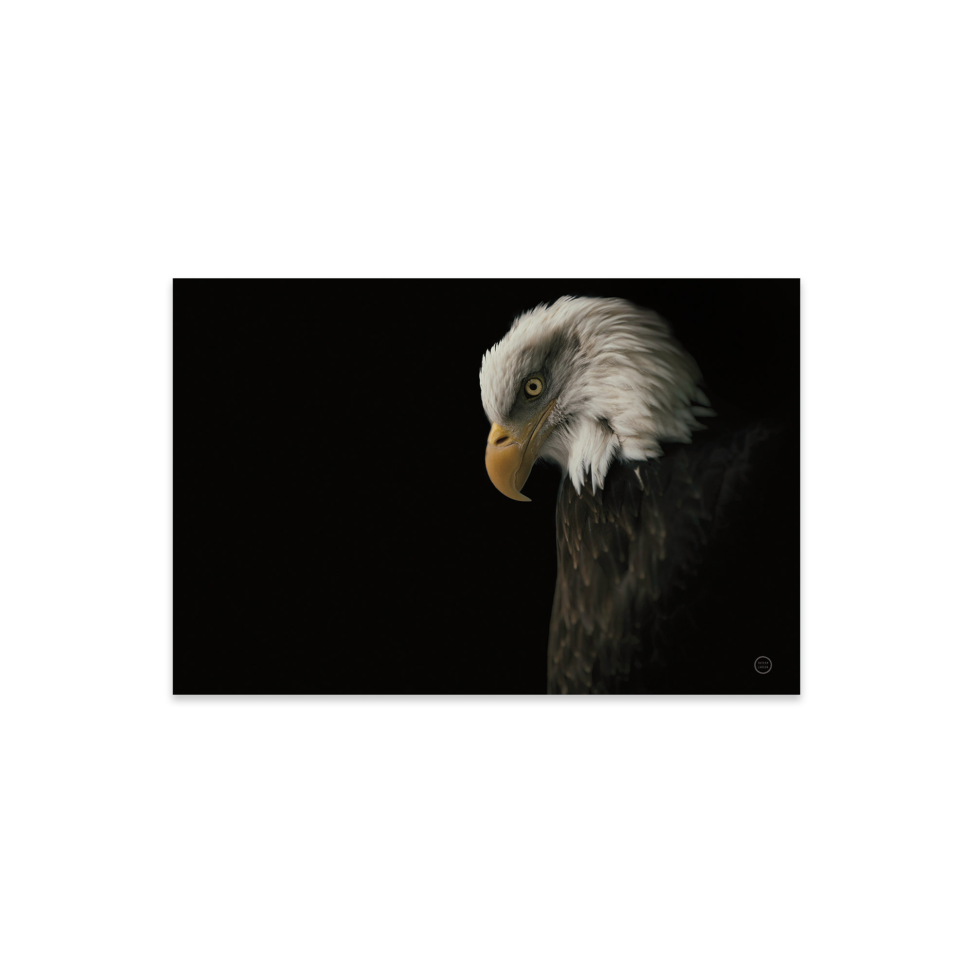 Ebern Designs Eagle Bow On Plastic/Acrylic by Nathan Larson Print | Wayfair