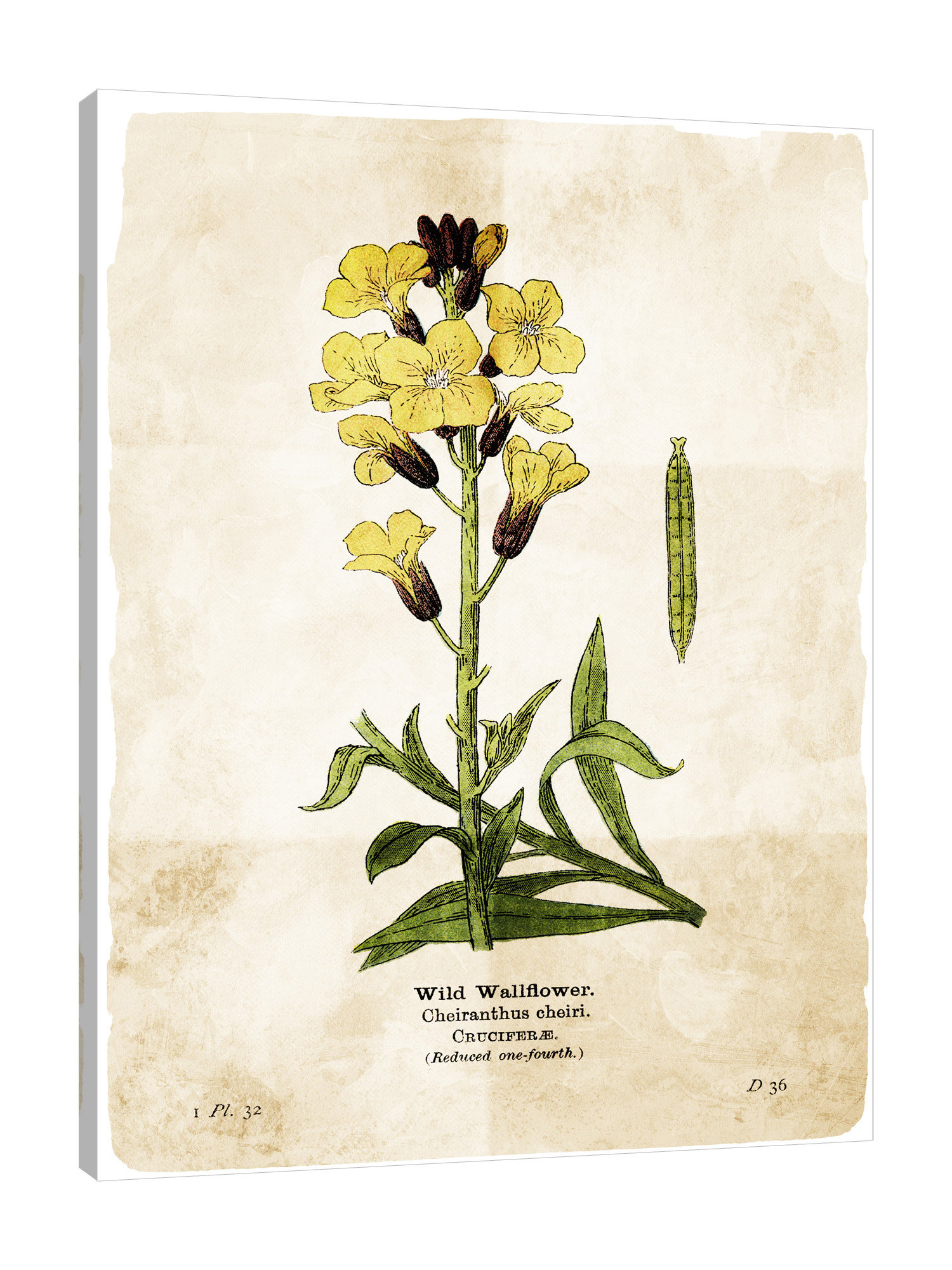 Jaxson Rea Flower Page Four by Milli Villa - Wrapped Canvas Print | Wayfair