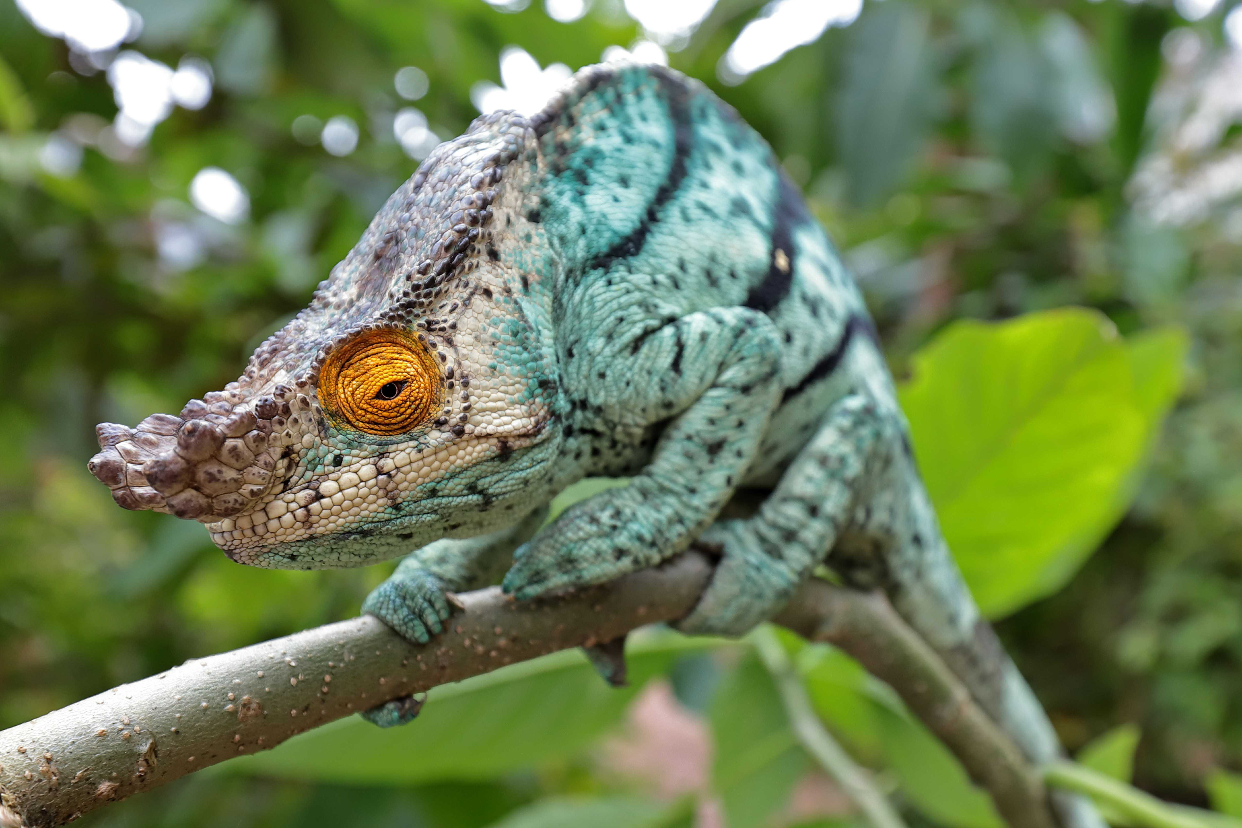 Ebern Designs Male Parson's Chameleon by Ken Griffiths - Wrapped Canvas ...
