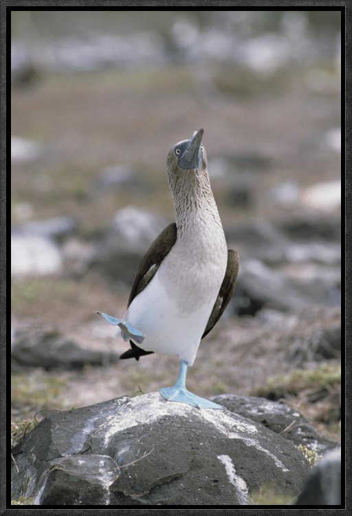 East Urban Home 'Blue-Footed Booby' Framed Photographic Print on Canvas ...