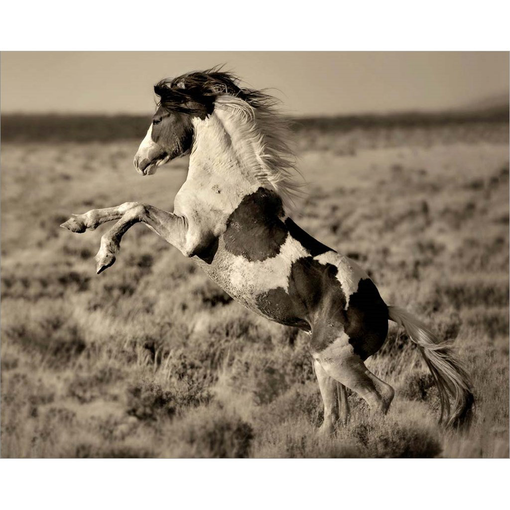 Union Rustic Wild Painted Pony By Lisa Dearing, Canvas Wall Art | Wayfair