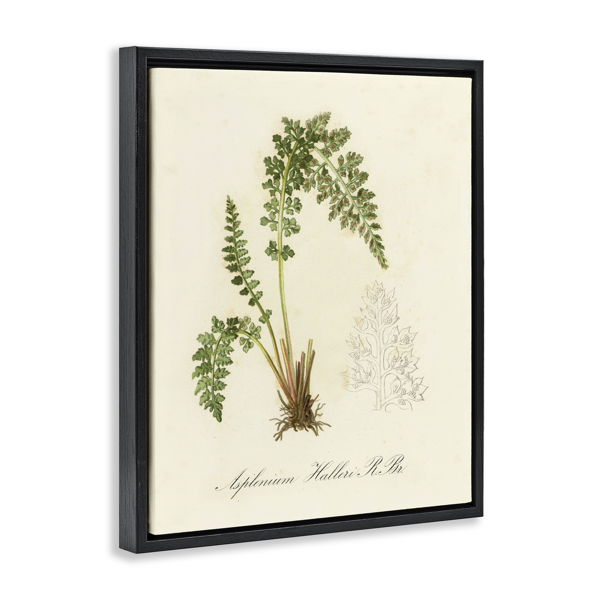 Red Barrel Studio® Scientific Fern Study Canvas Wall Art by Tina ...
