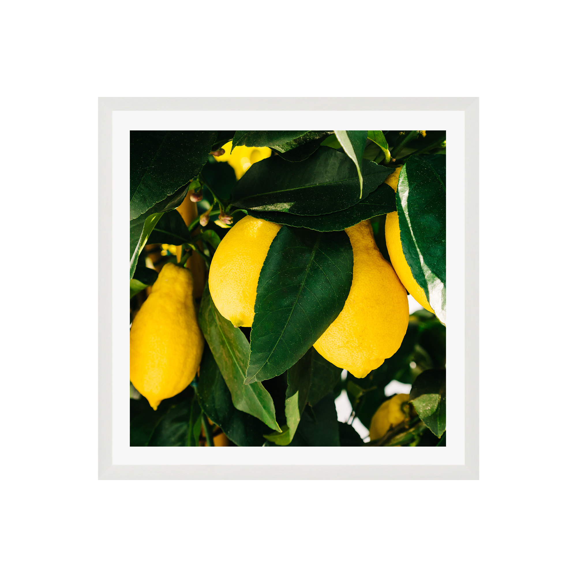 Gracie Oaks Amalfi Coast Lemons | Wayfair