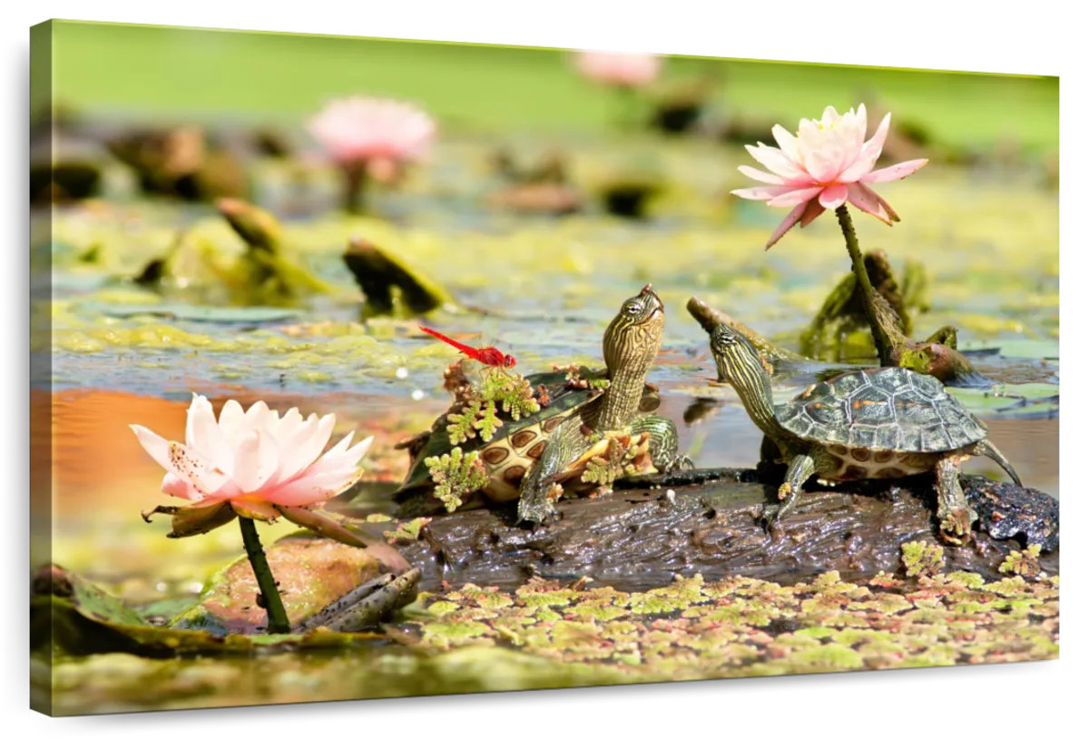 Ebern Designs Brampt Flower Pond Turtles | Wayfair