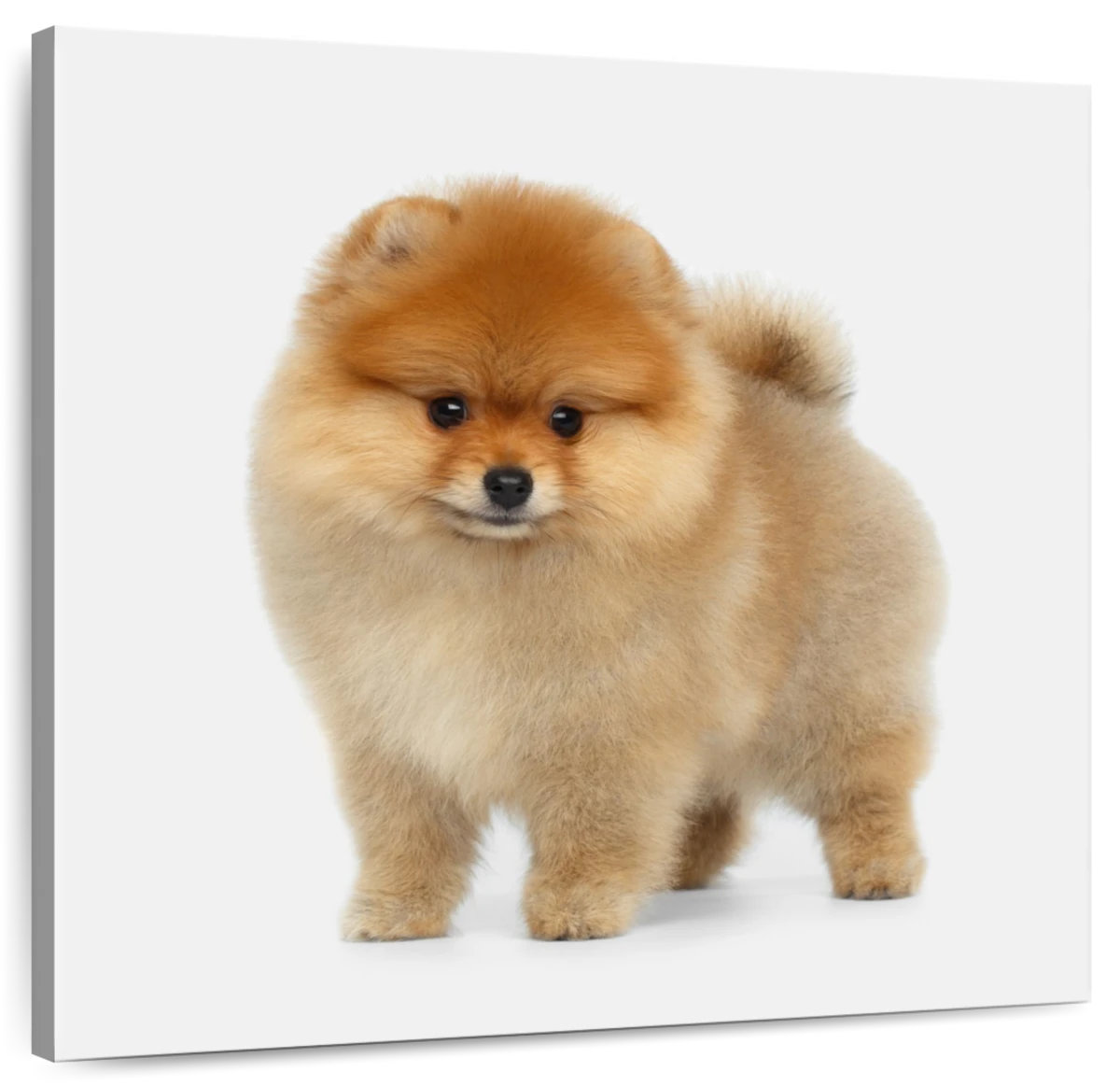 Ebern Designs Brampt Miniature Pomeranian Spitz | Wayfair