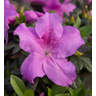 Encore Azalea 1 Gallon Autumn Lilac Encore Azalea - Compact Reblooming ...