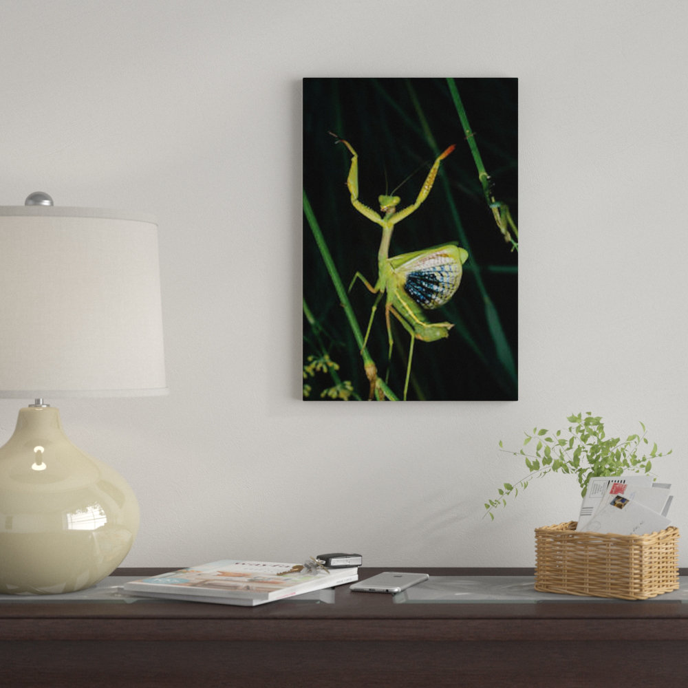 East Urban Home 'Mediterranean Mantis Female in Defensive Display ...