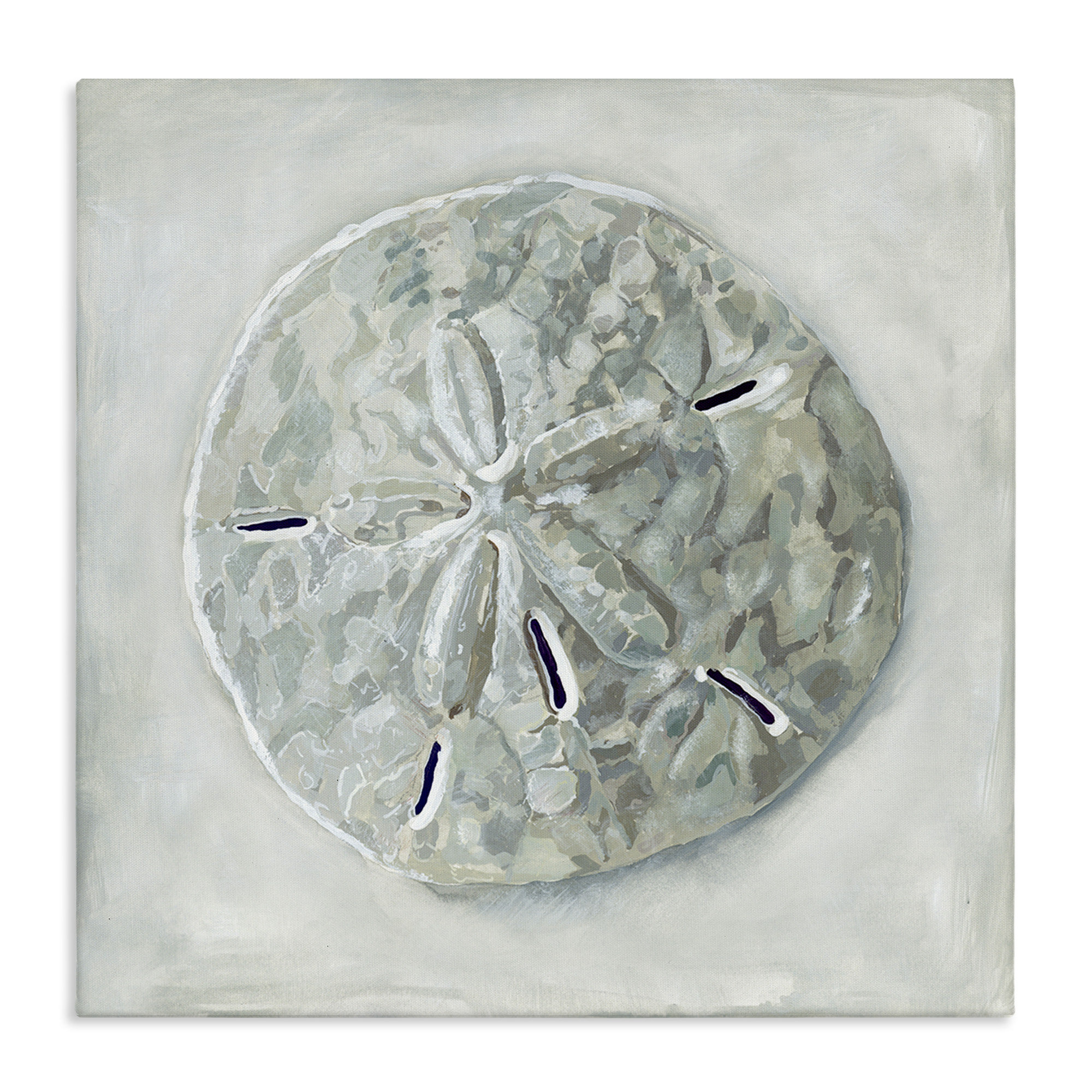 Highland Dunes Sand Dollar Seashell by Erica Christopher - Wrapped ...