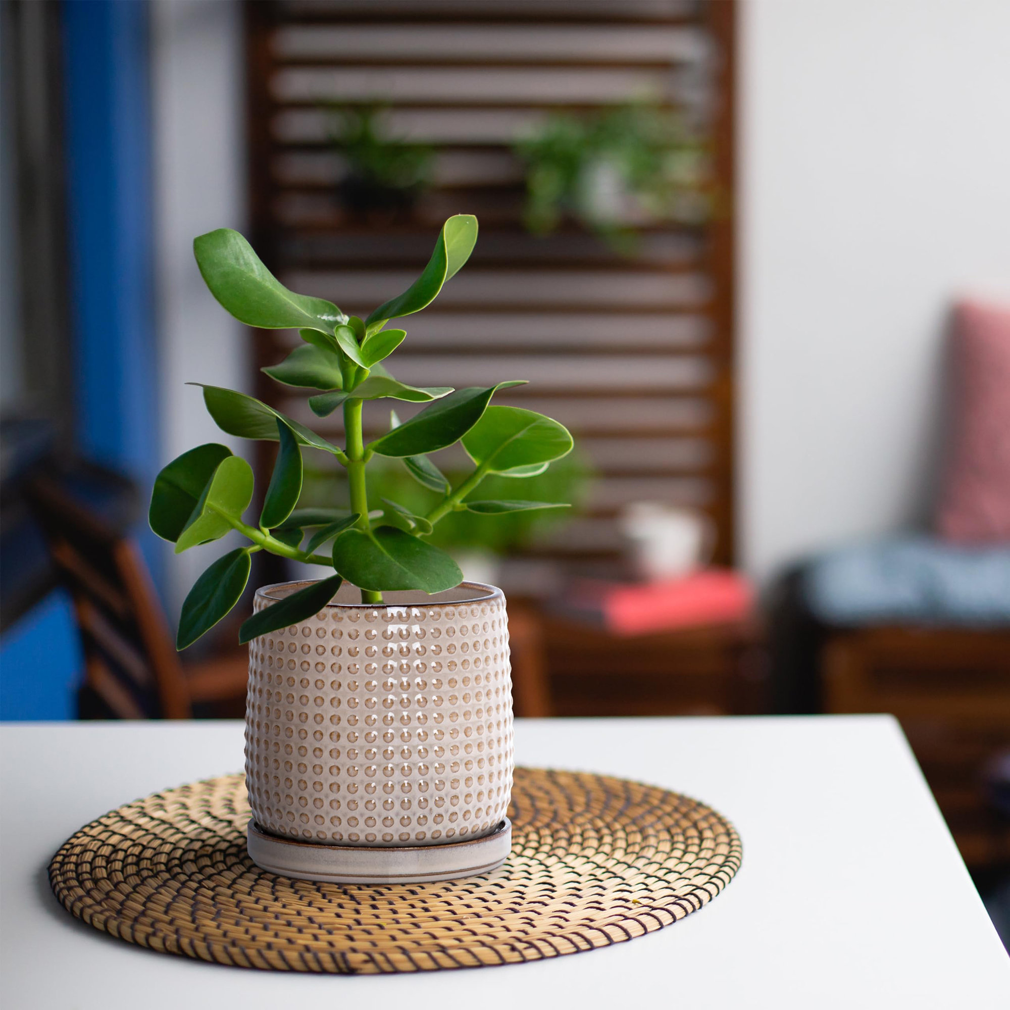 Dakota Fields Ceramic Beaded Stoneware Planter Pot with Drainage Hole ...