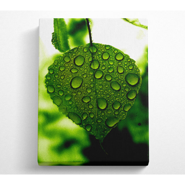 Latitude Run Waterdrops On A Leaf - Wrapped Canvas Print | Wayfair.co.uk