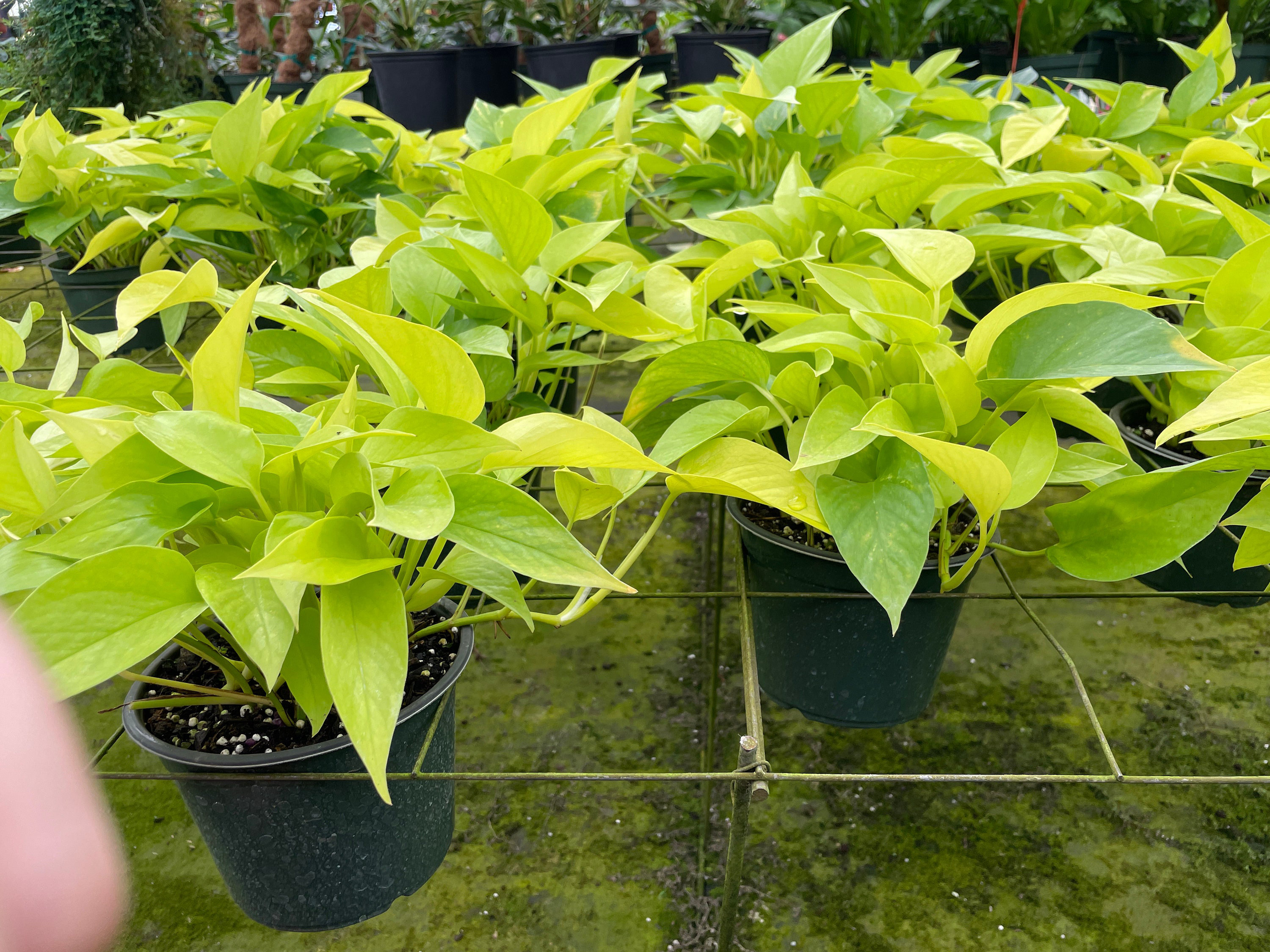 Florida House Plants Golden Pothos 6 inch Devils Ivy Hunters Rove | Wayfair