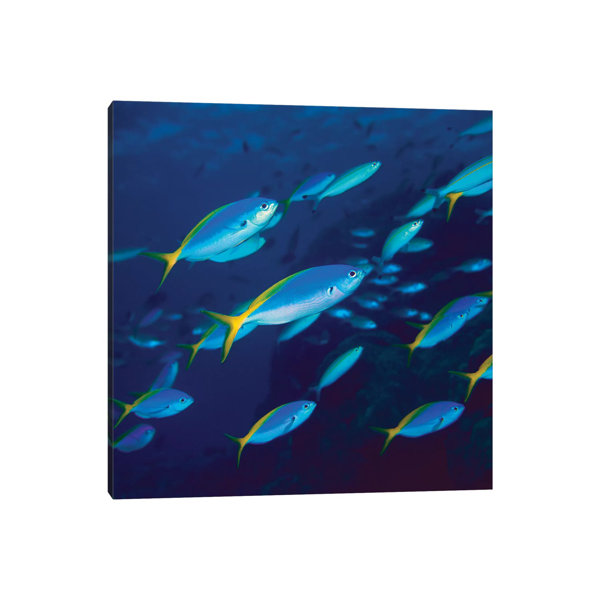 House of Hampton Yellow and Blueback Fusilier School by Yoji Okata ...