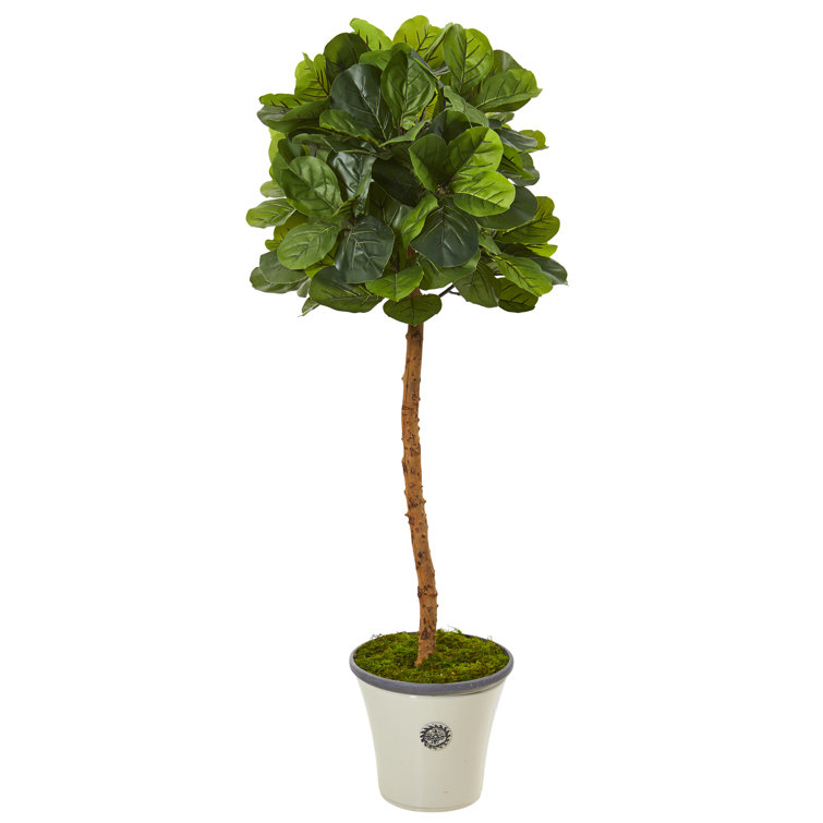 Primrue 60'' Faux Fiddle Tree in Pot | Wayfair