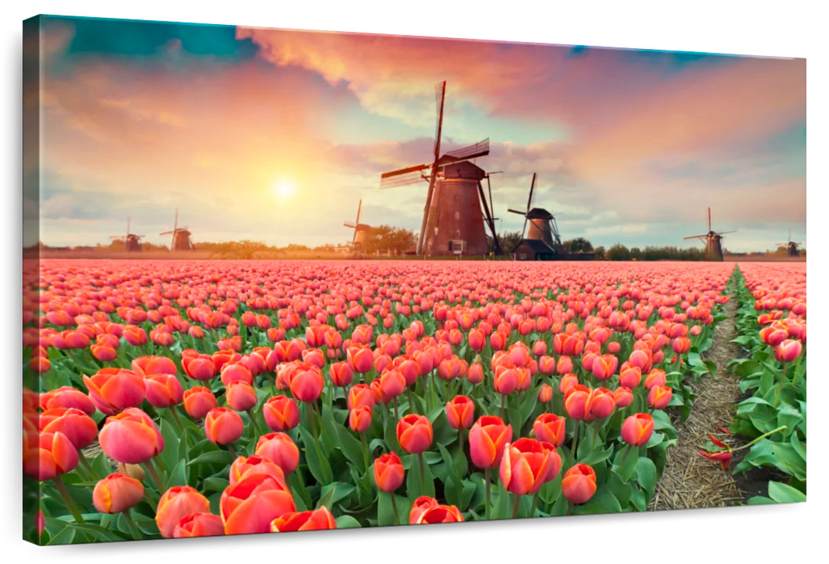 Elephant Stock Dutch Windmill Spring Tulips | Wayfair