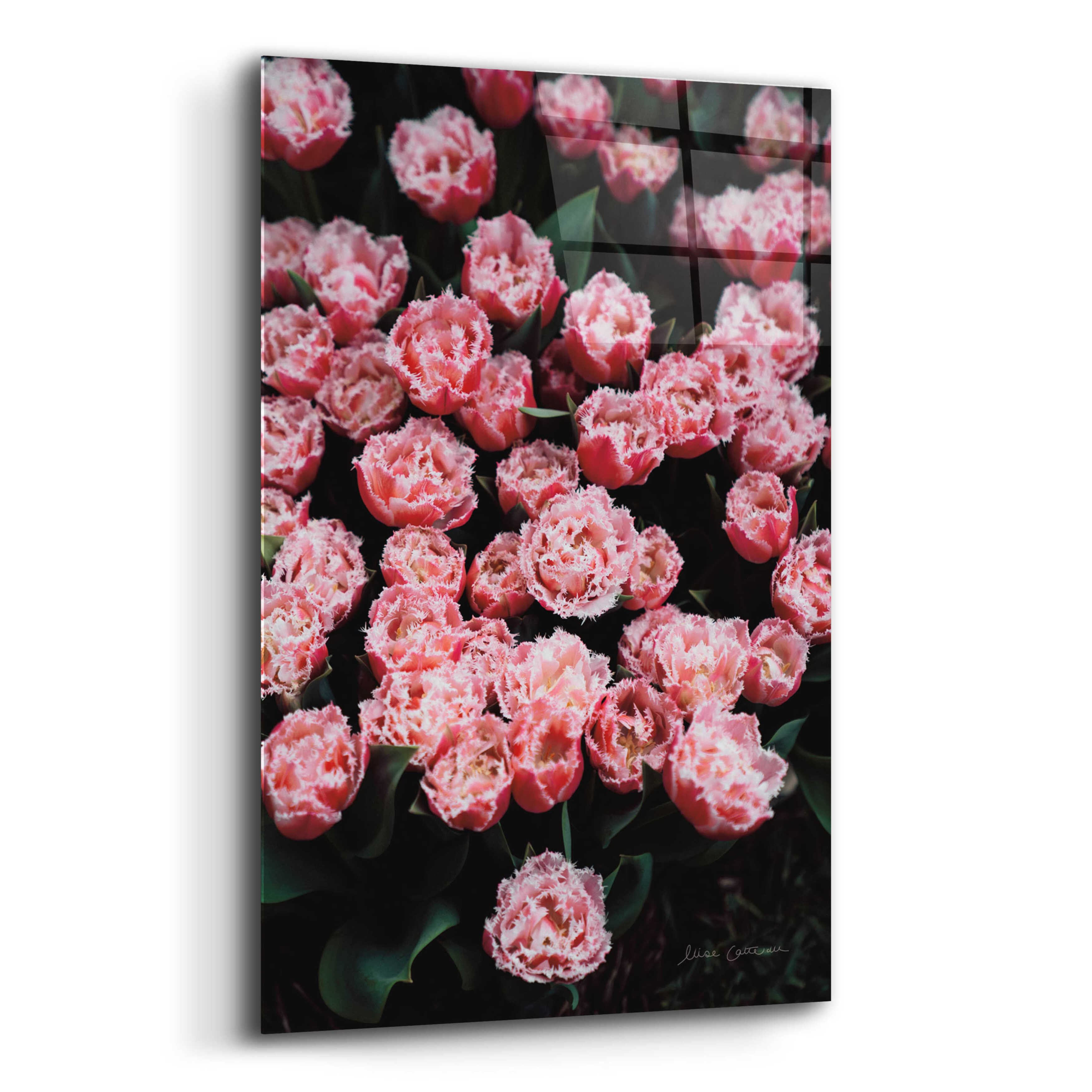 Red Barrel Studio® Fringed Tulips' By Elise Catterall, Acrylic Glass ...