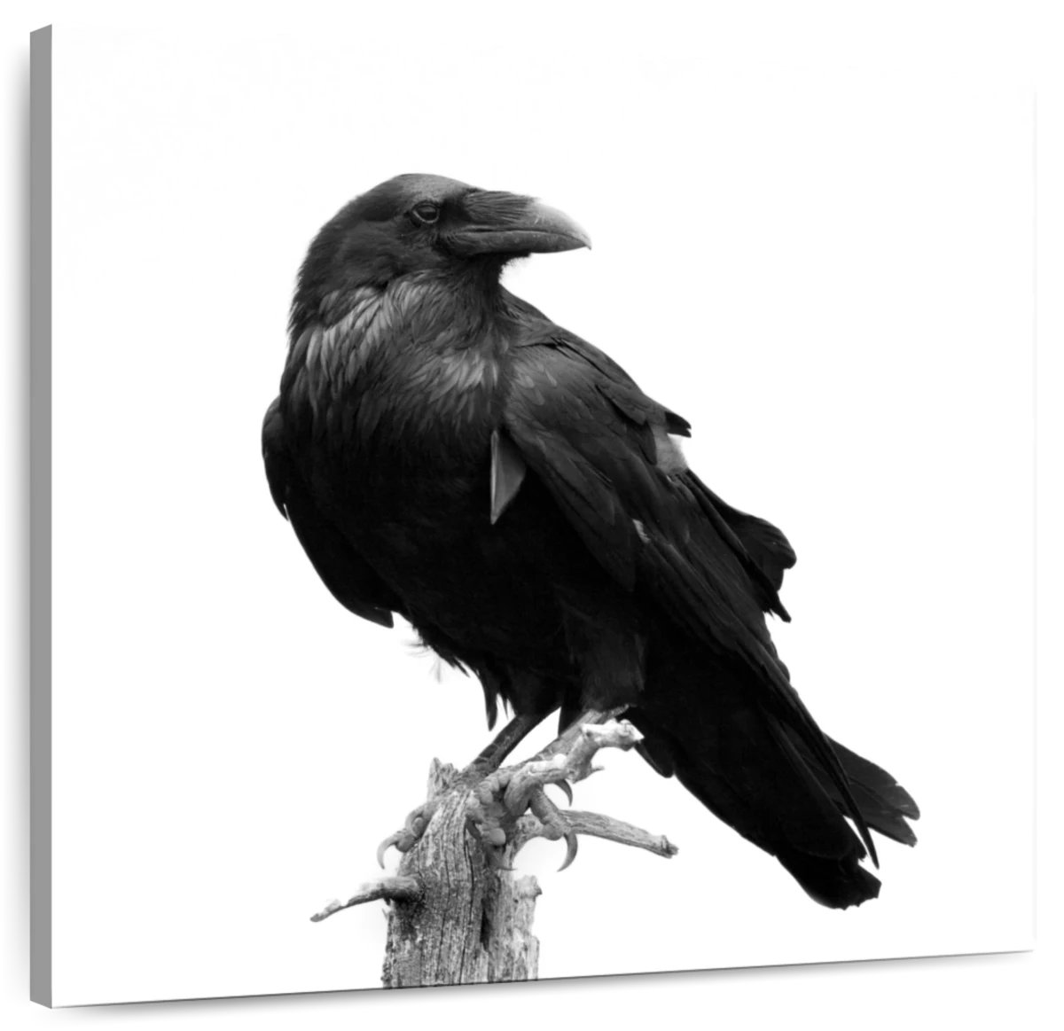 Elephant Stock Raven On Tree Stump | Wayfair