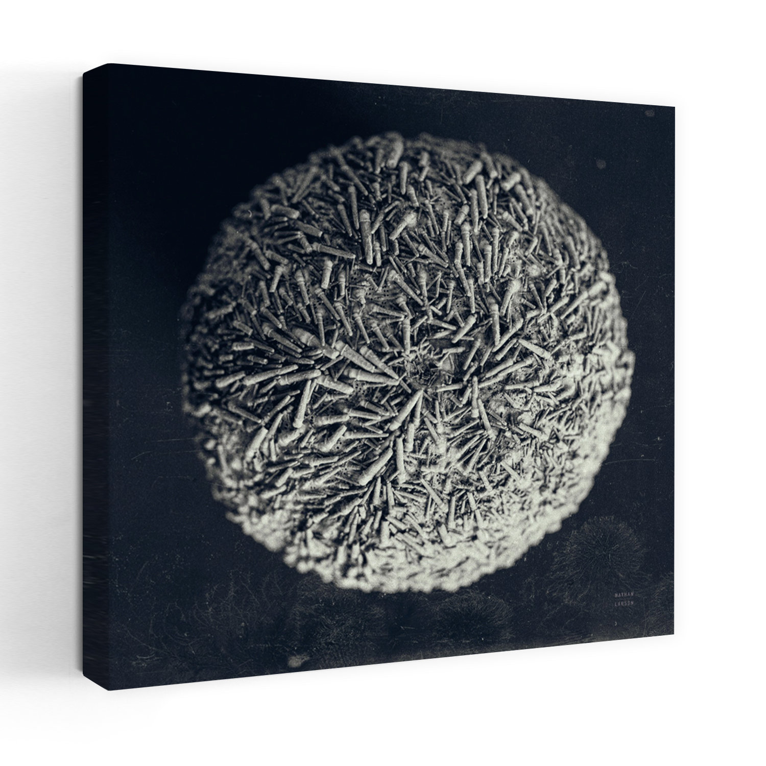 Dovecove Coastal Urchin Still Life Iv With White Bw Art | Wayfair