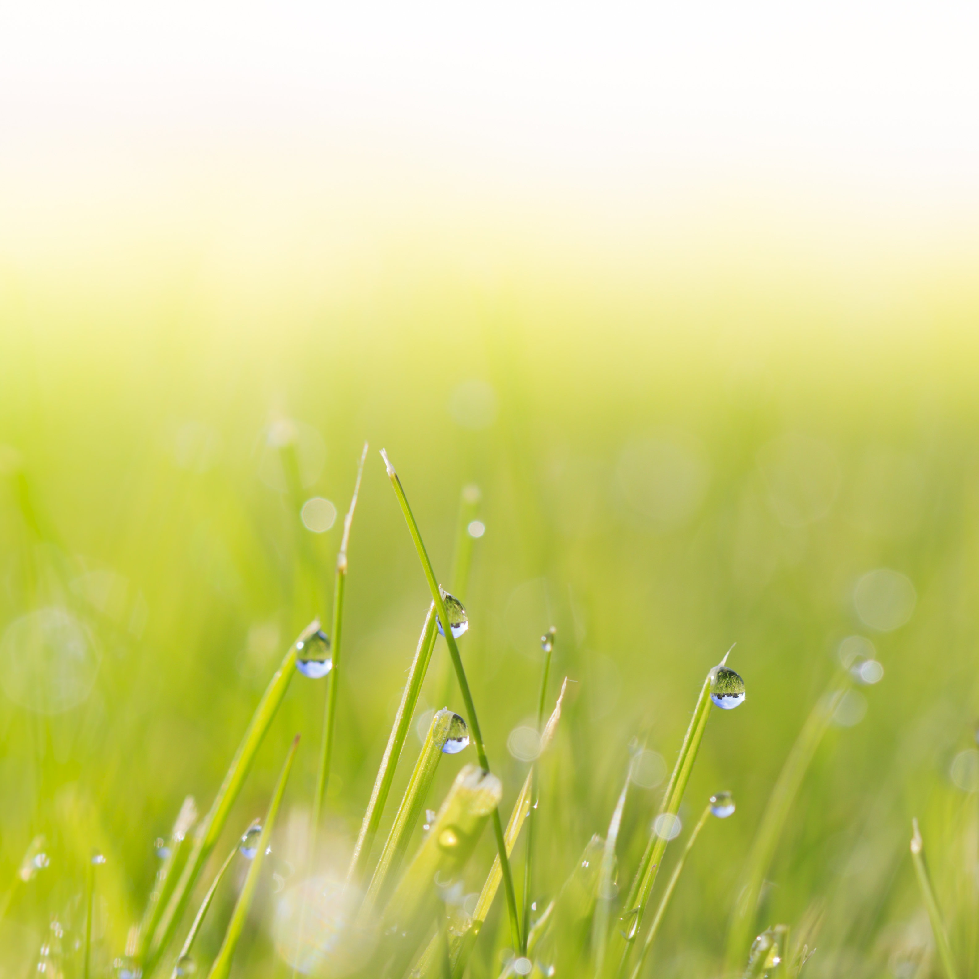 Hokku Designs Morning Dew on Grass - Wrapped Canvas Photograph | Wayfair
