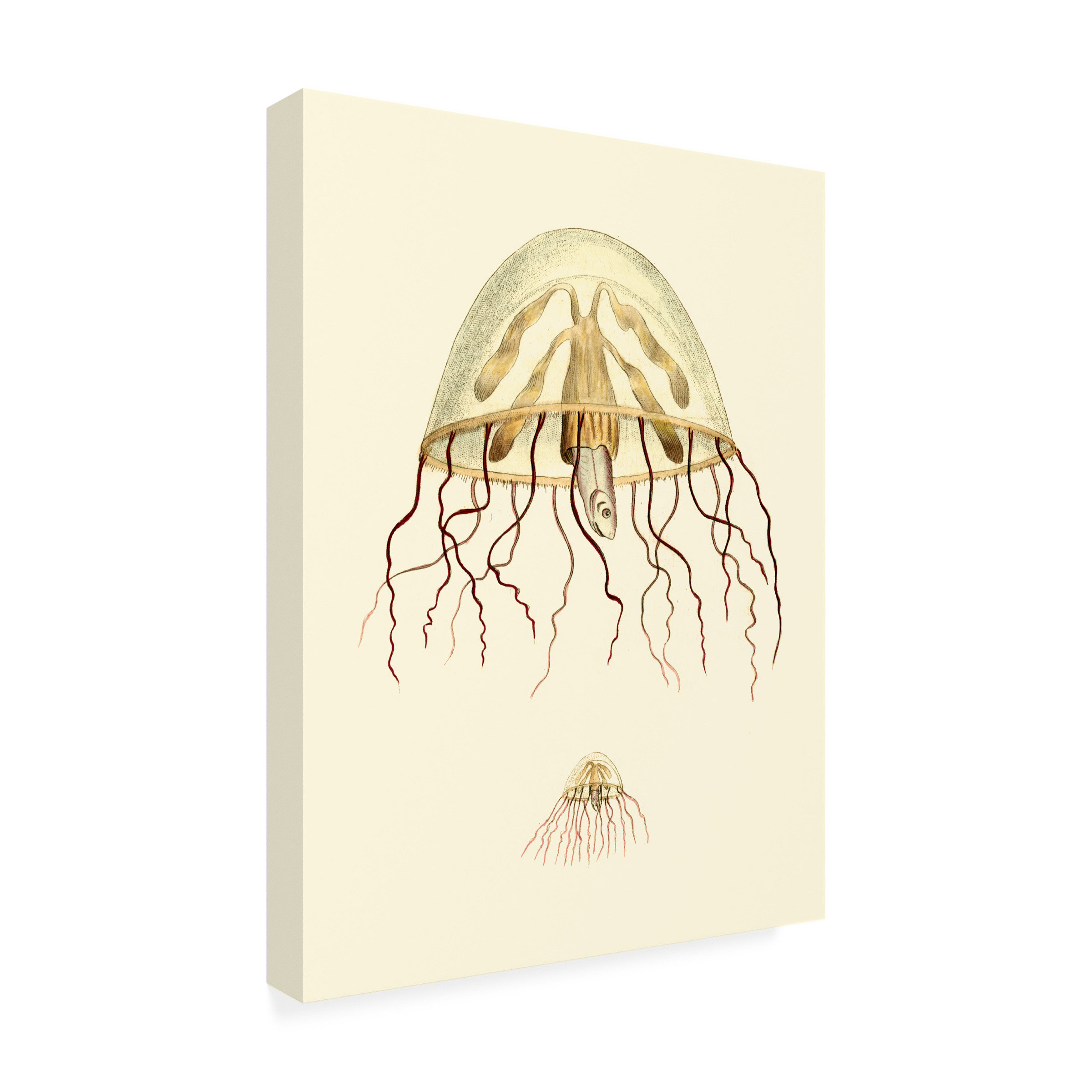 Trademark Fine Art Frederick P. Nodder 'Creatures of the Sea III ...