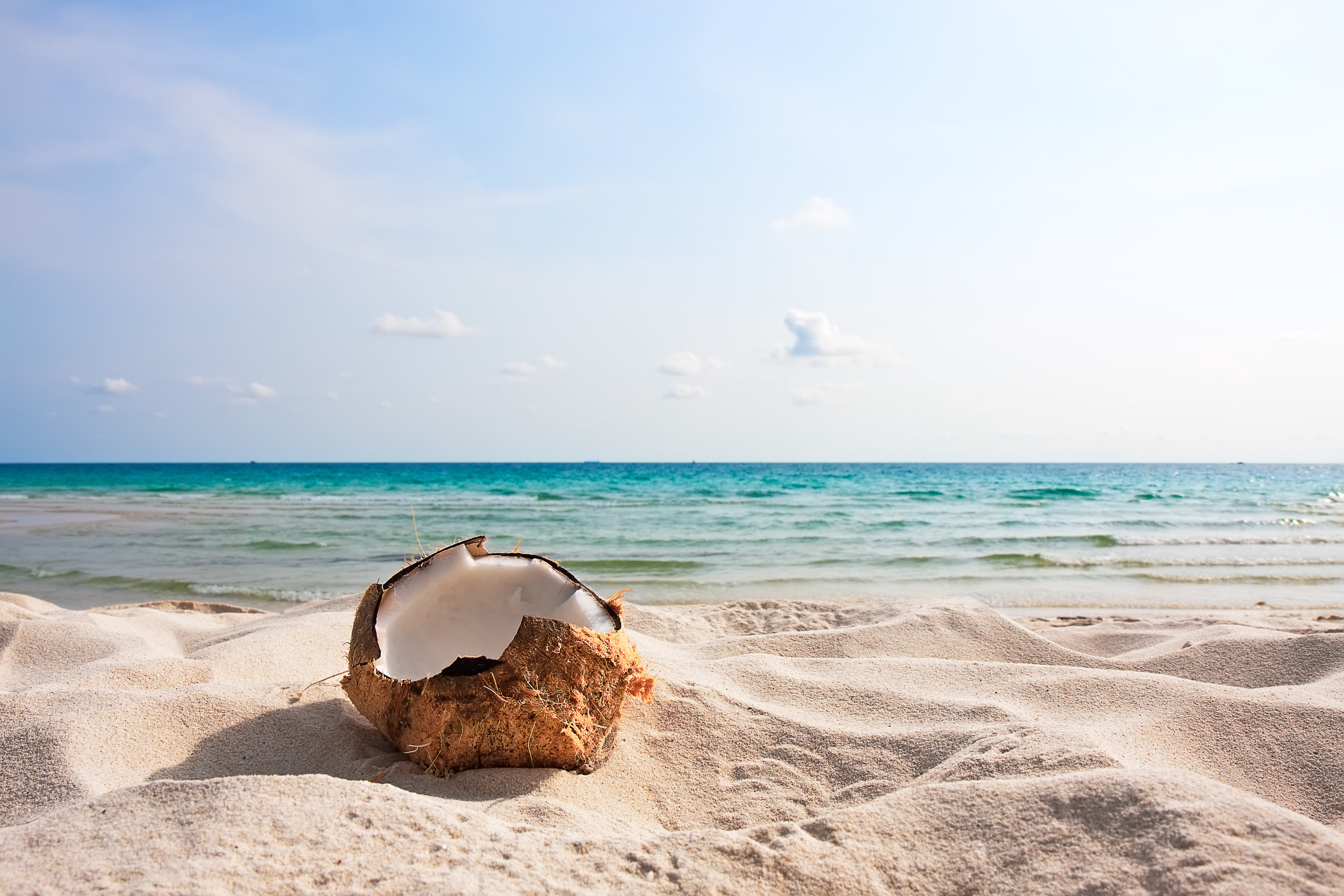 Highland Dunes Fresh Coconut on Beach by Preto_Perola - Wrapped Canvas ...