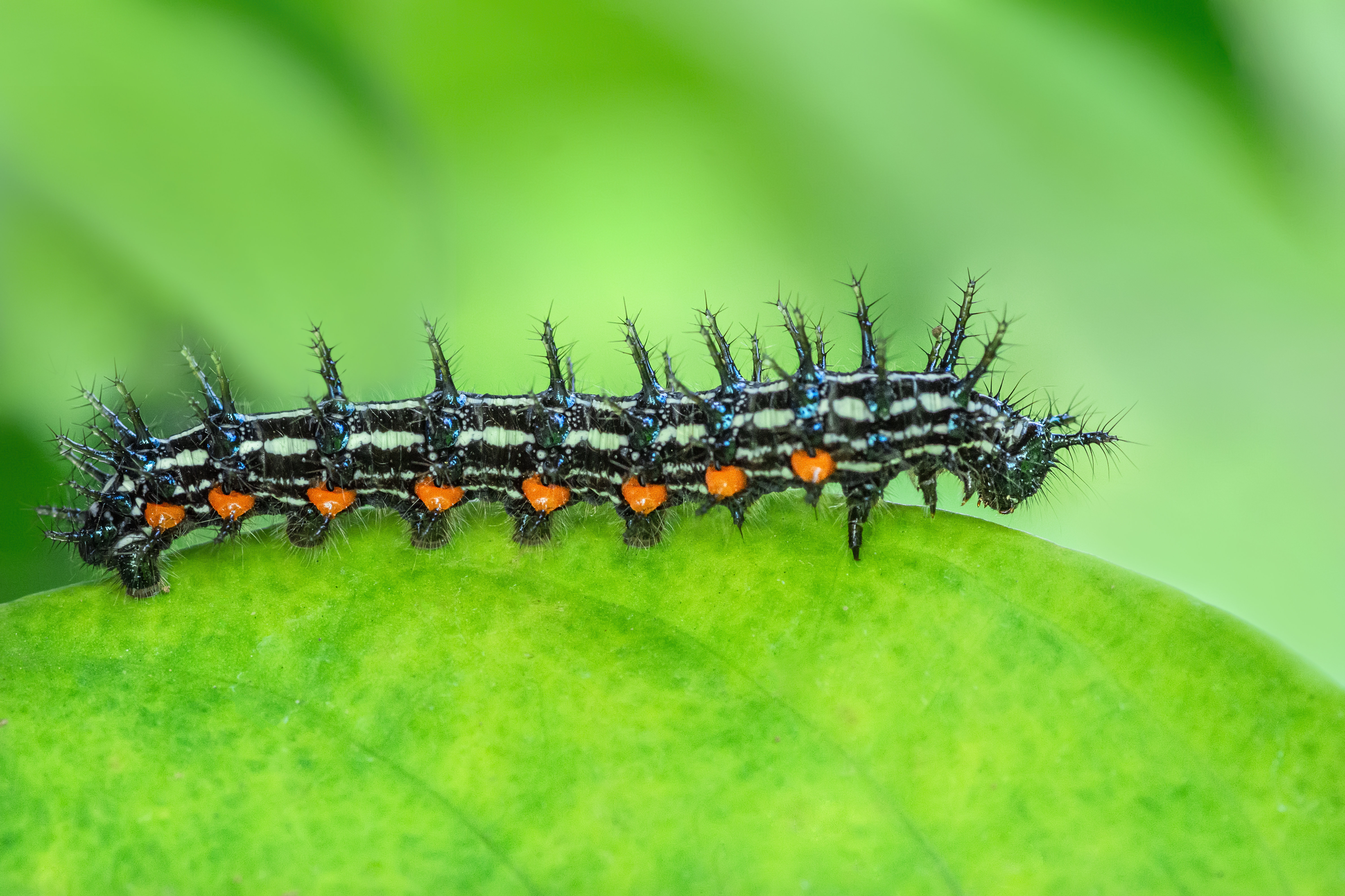 Hokku Designs Caterpillar - Wayfair Canada