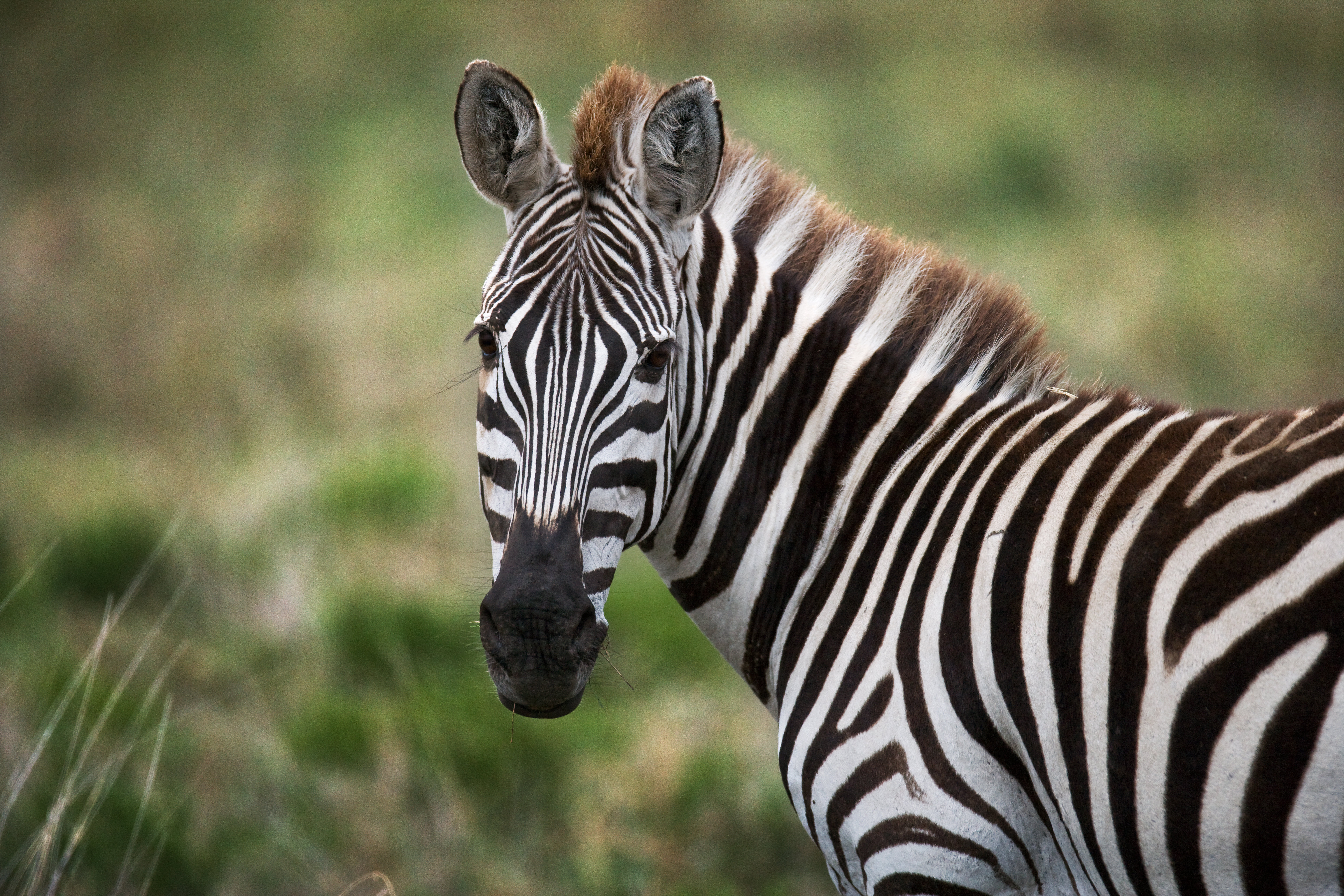 Union Rustic Portrait of a Zebra by Andrey Gudkov - Wrapped Canvas ...