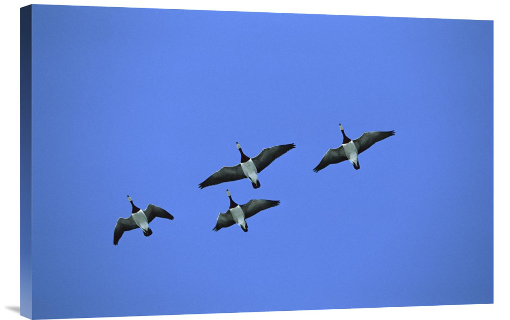 East Urban Home Germany 'Barnacle Goose Flock of Four Flying ...