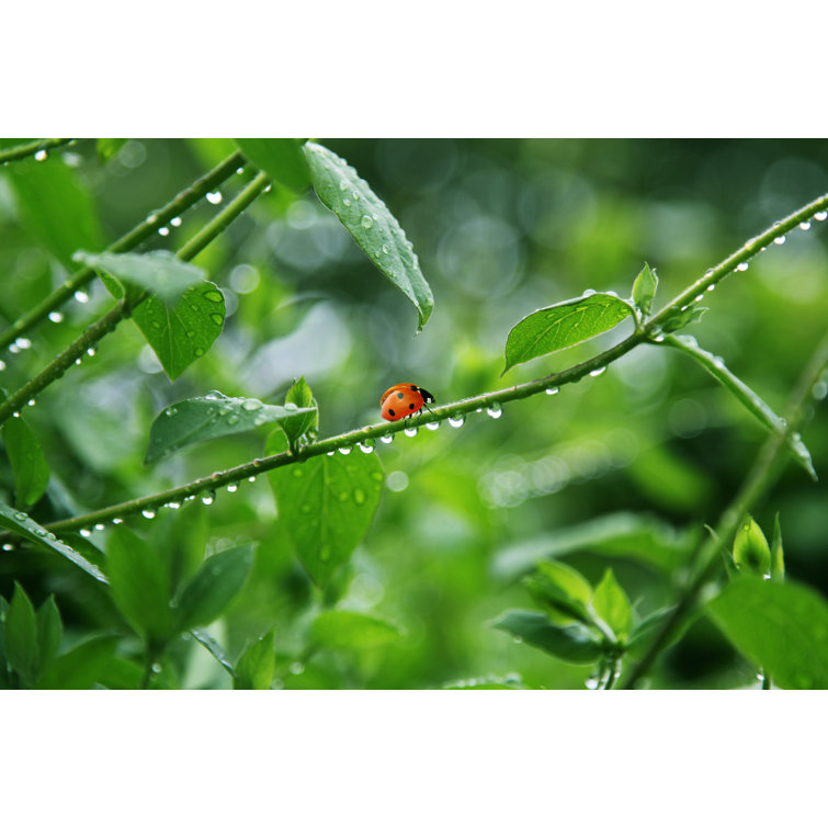 17 Stories Ladybug - Wrapped Canvas Print | Wayfair.co.uk