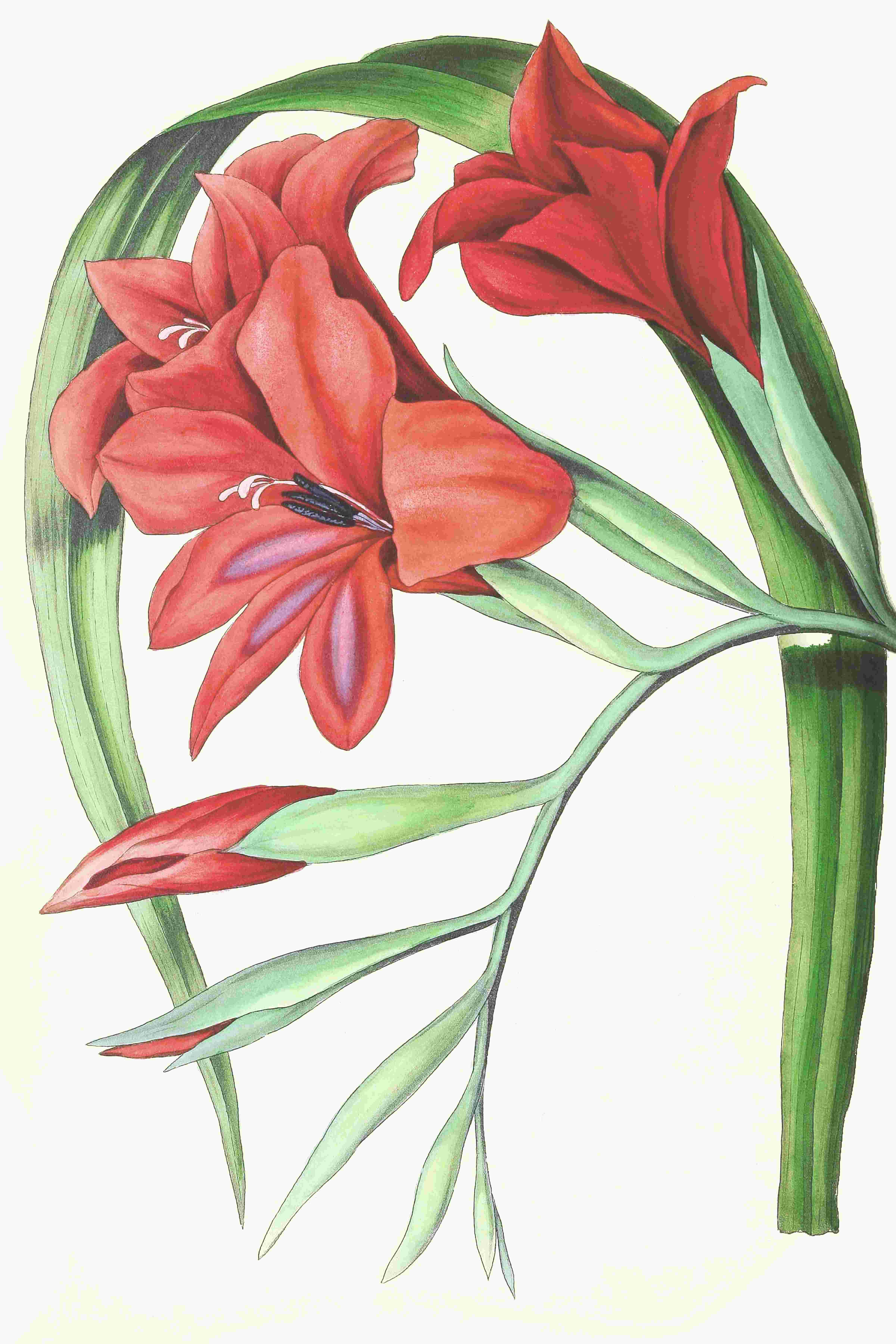 Bay Isle Home™ Paxton Tropicals V - Wayfair Canada