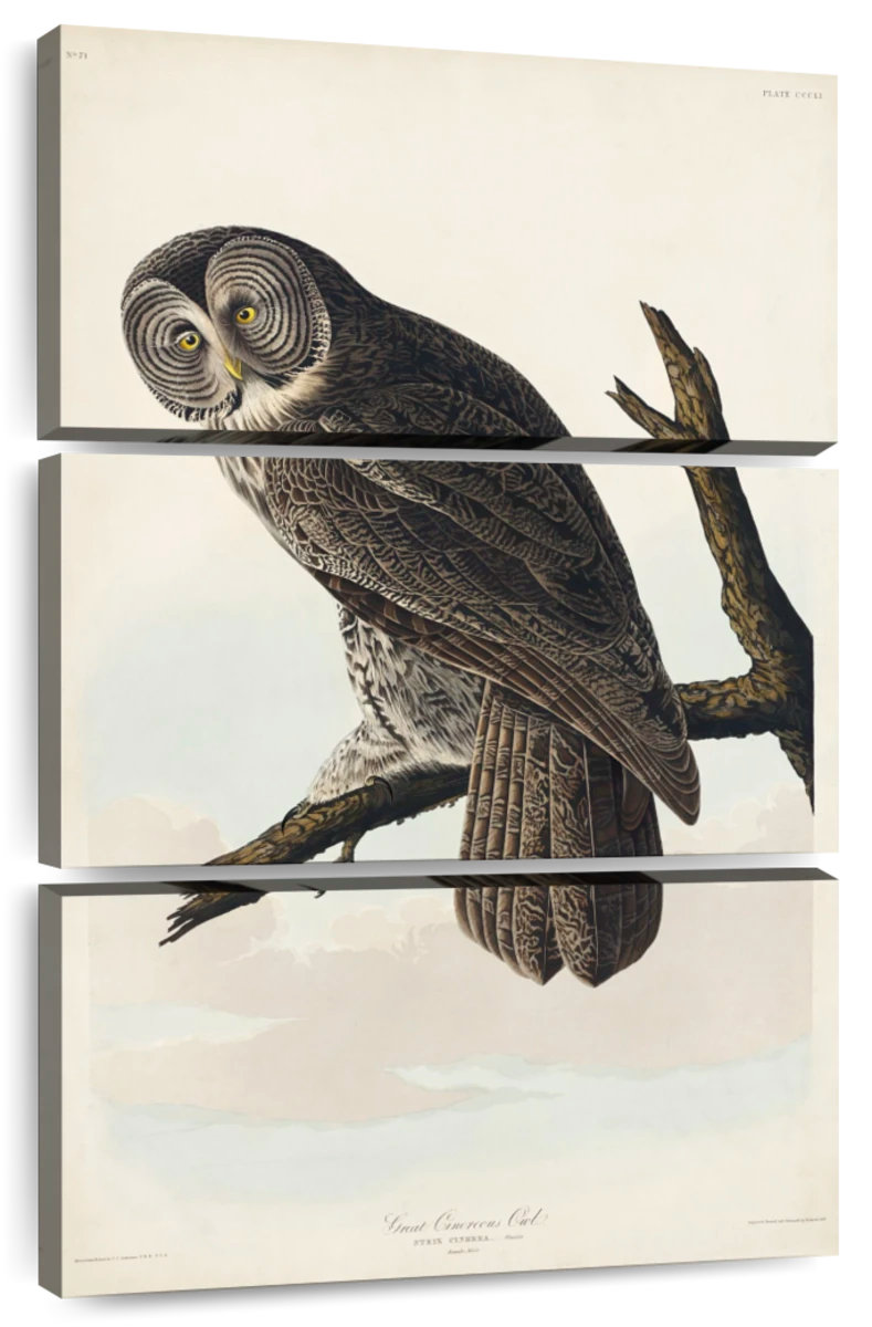 Millwood Pines Great Cinereous Owl | Wayfair