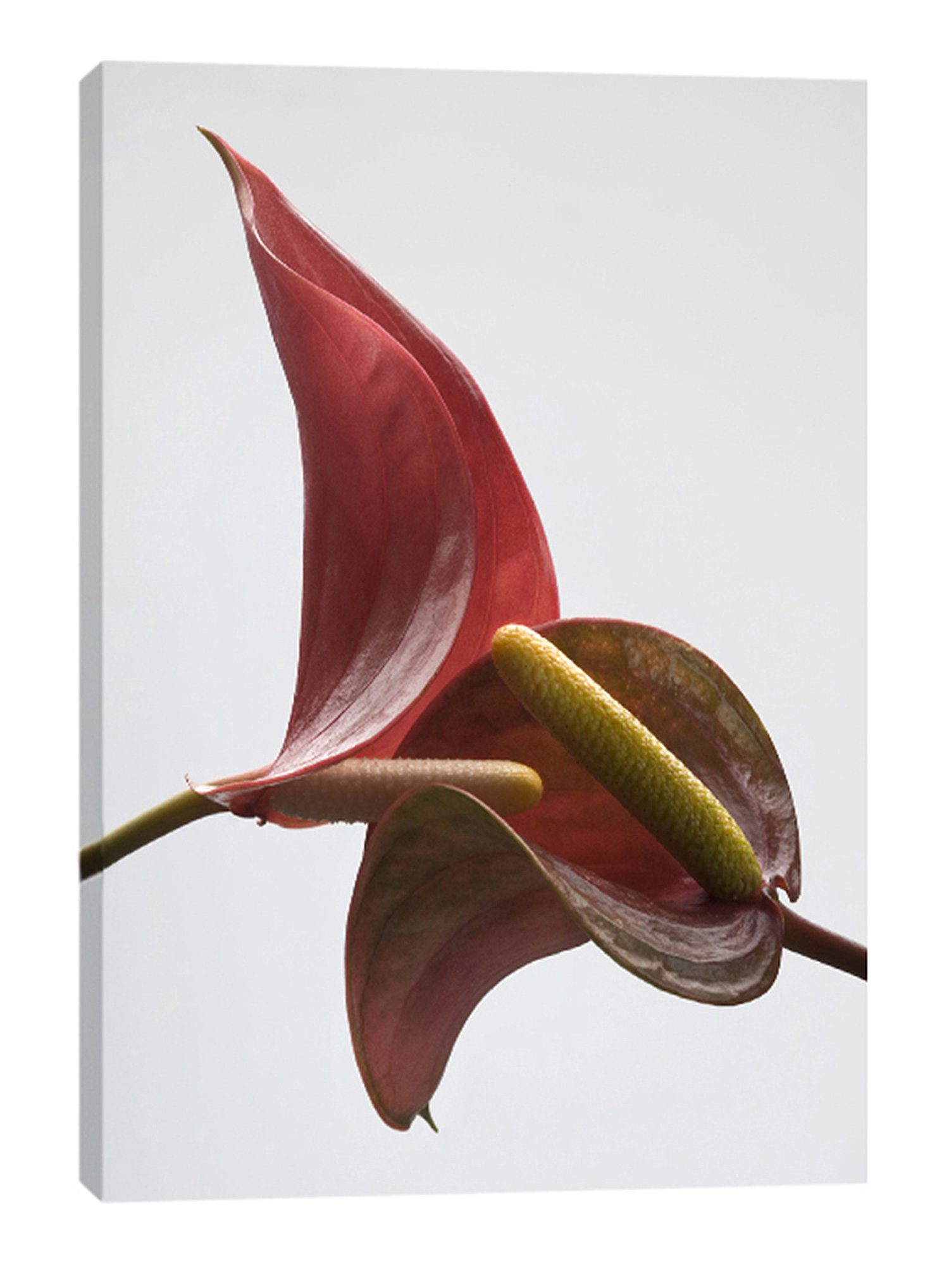 Jaxson Rea "Anthurium 3" by Barry Seidman Photographic Print on Wrapped ...