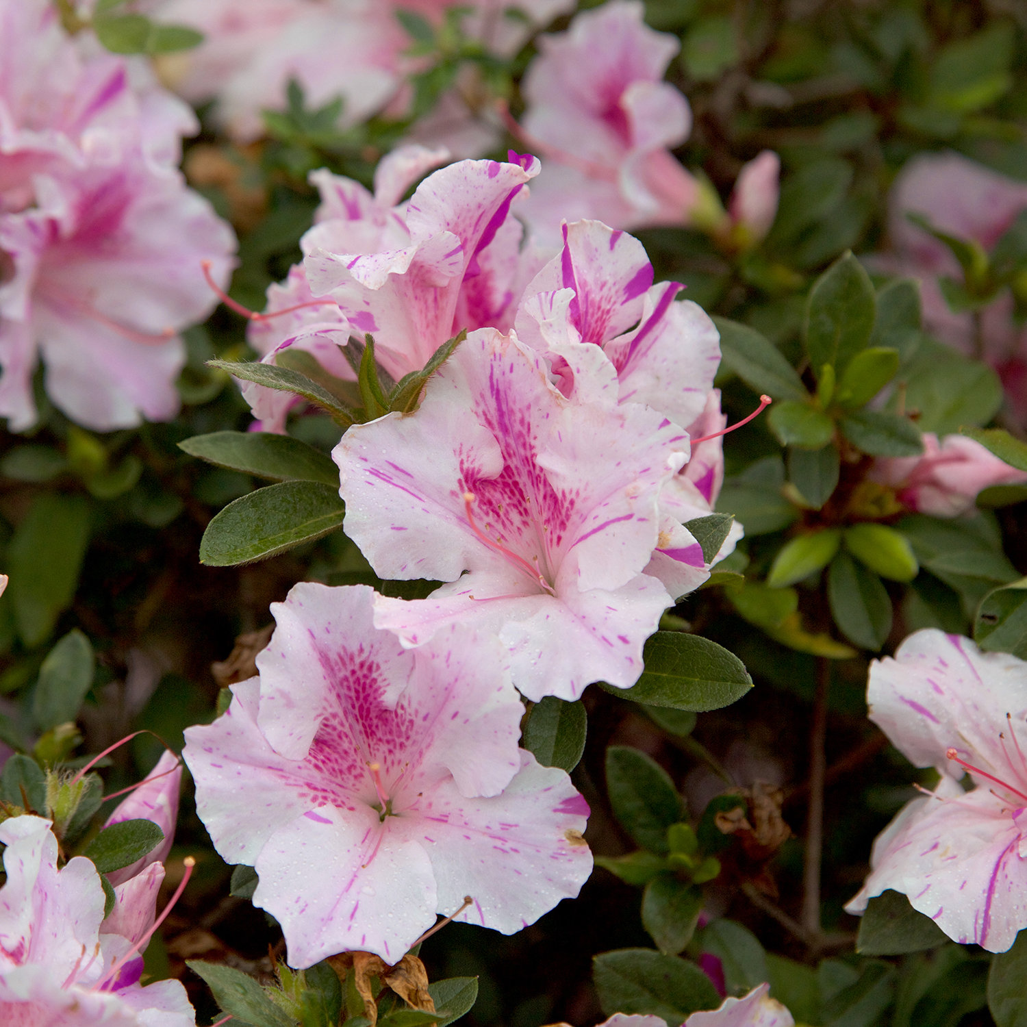 Encore Azalea 1 Gallon Autumn Twist Encore Azalea - Reblooming ...