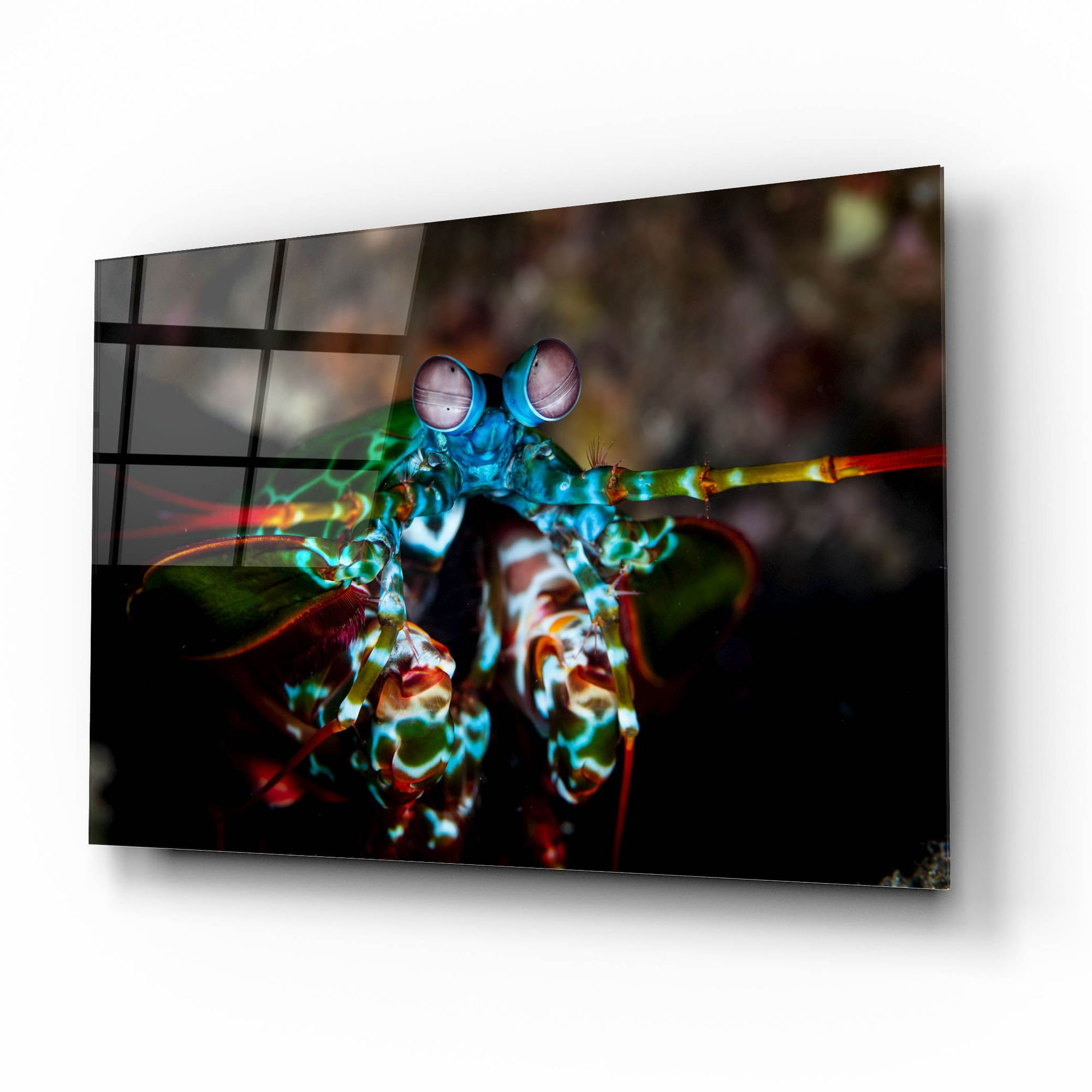 Ebern Designs Peacock Mantis Shrimp On Plastic / Acrylic by Epic Portfolio Print | Wayfair