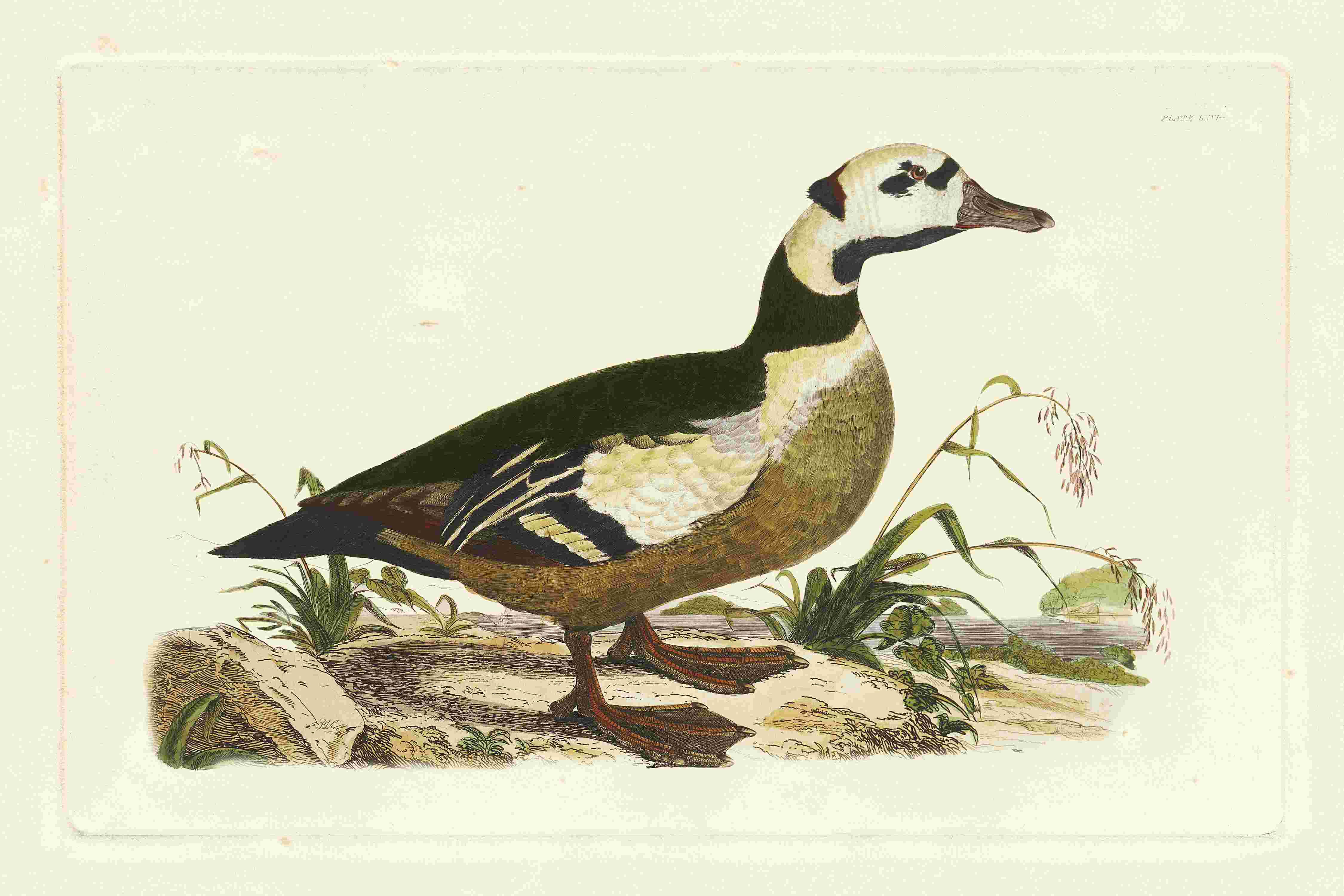Rosalind Wheeler Selby Duck VI 2855421 - Wayfair Canada