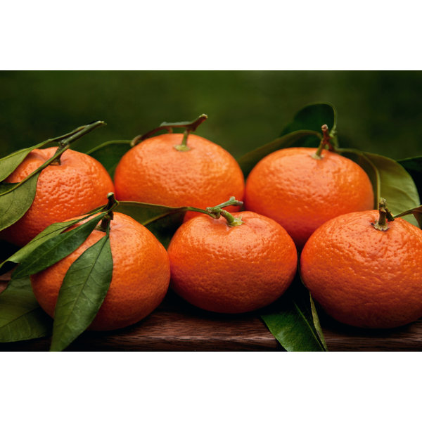 Ebern Designs Satsuma Tangerines II by Rachel Perry - Wrapped Canvas ...
