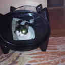 KatKabin by Brinsea Outdoor Cat House & Reviews | Wayfair