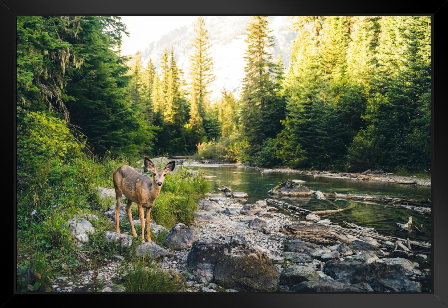 Loon Peak® Lone Deer In Montana Forest Along Flowing Stream Nature ...
