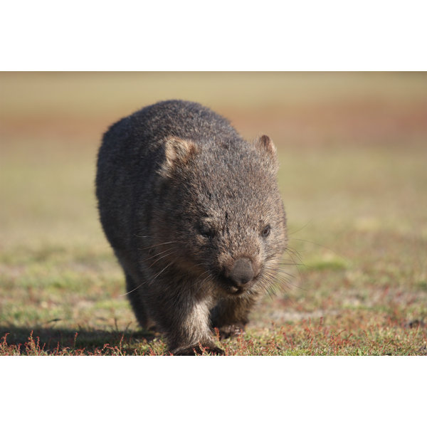 Ebern Designs Wombat On Canvas by Manny87 Print | Wayfair