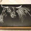 East Urban Home Brindle Rodeo Bull by Julie T. Chapman - Wrapped Canvas ...
