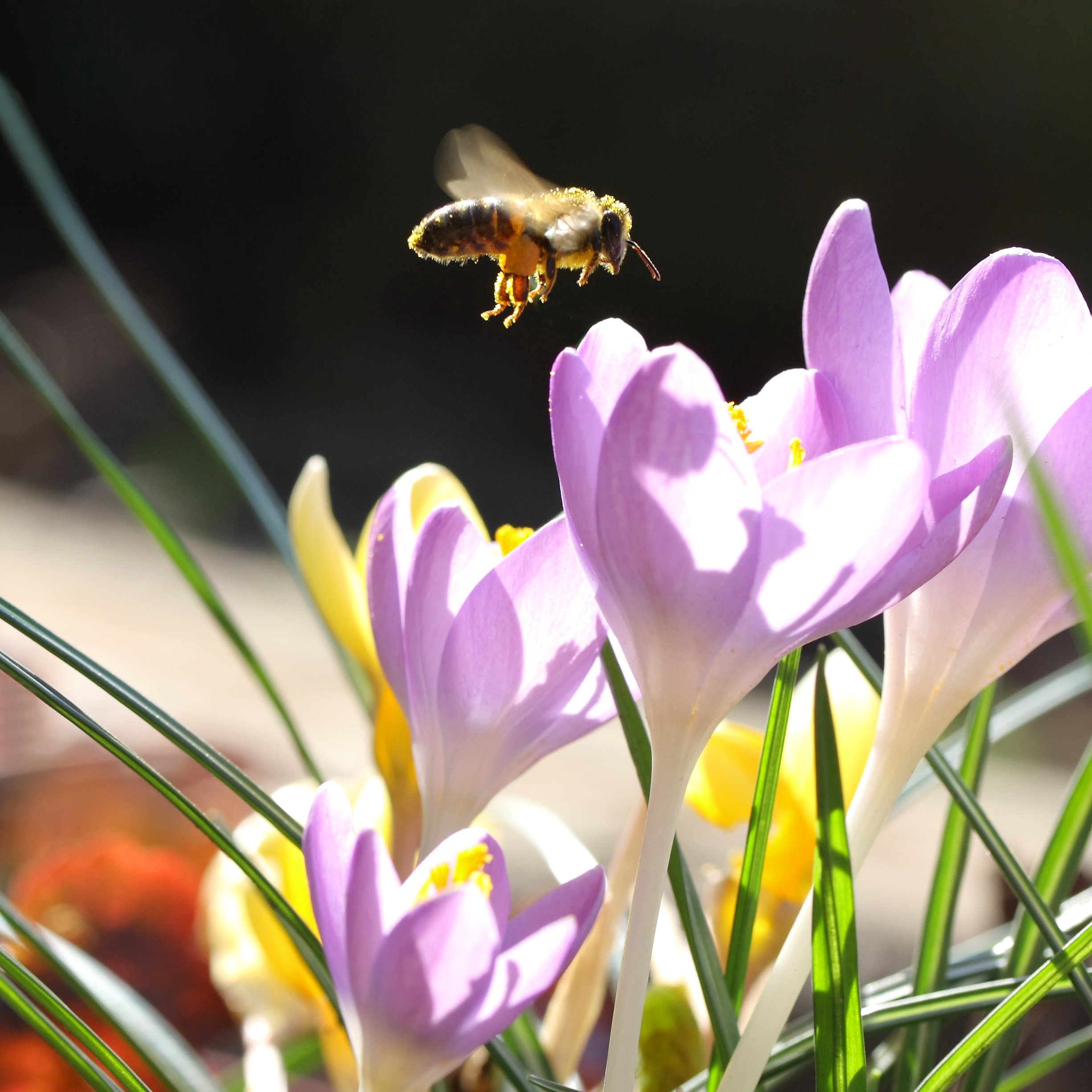 Gracie Oaks Bee - Wayfair Canada